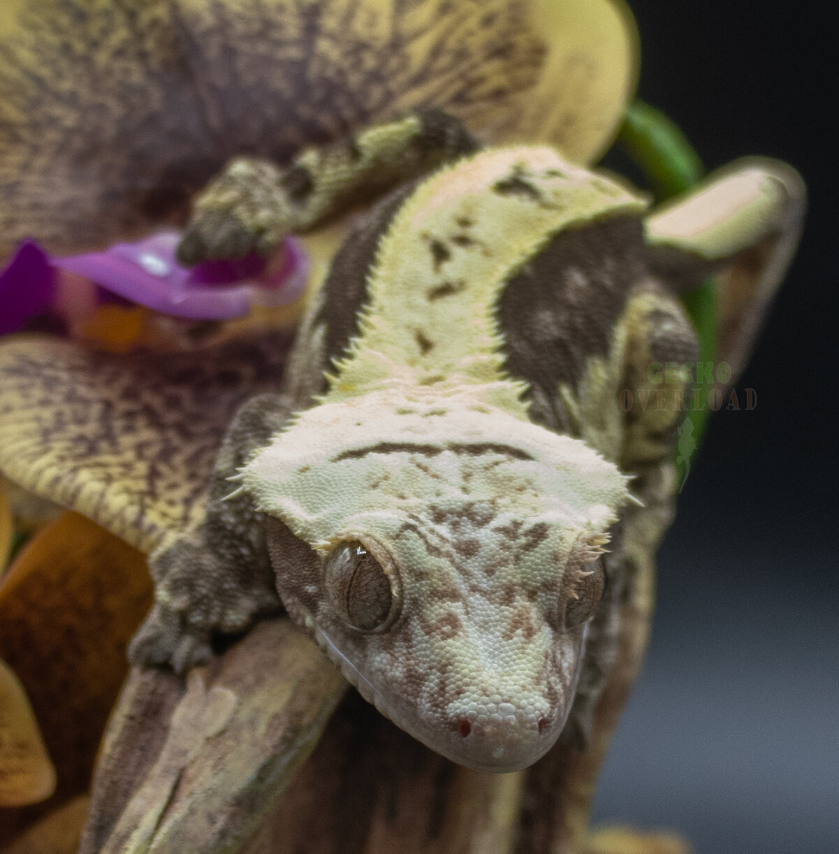 Breeders — Gecko Overload