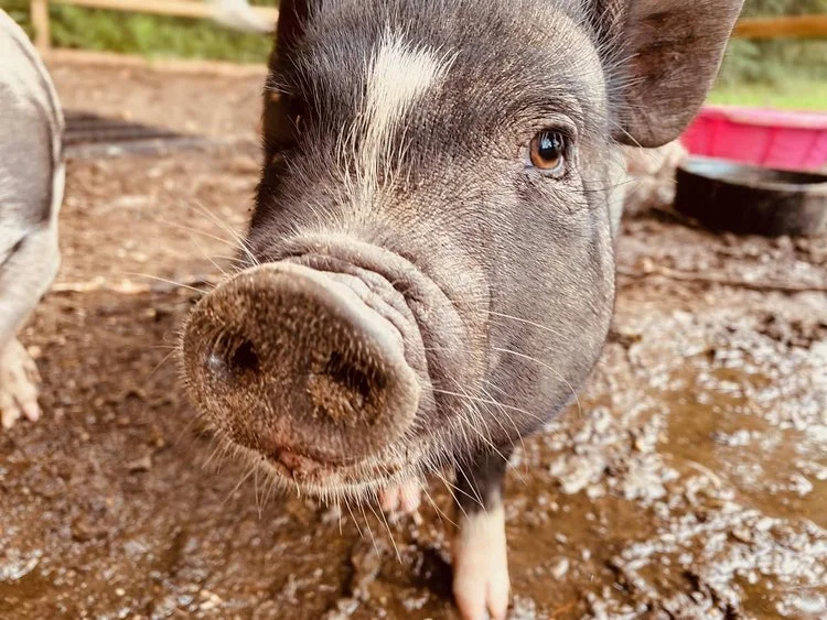 Shop — The Riley Farm Rescue