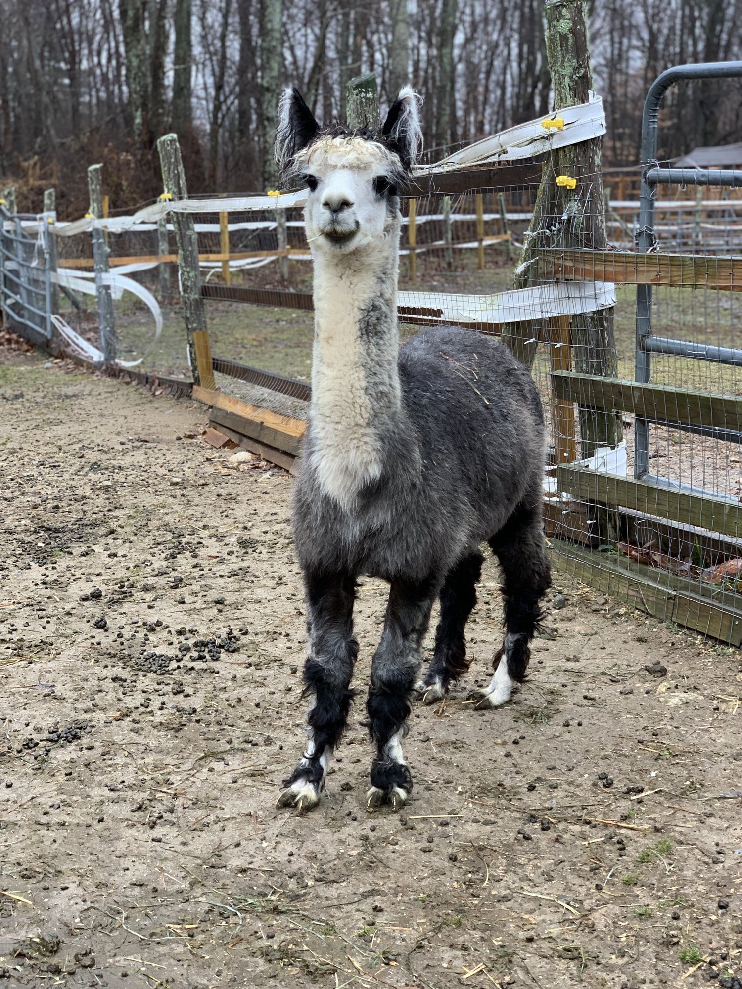 The Animals Page — The Riley Farm Rescue