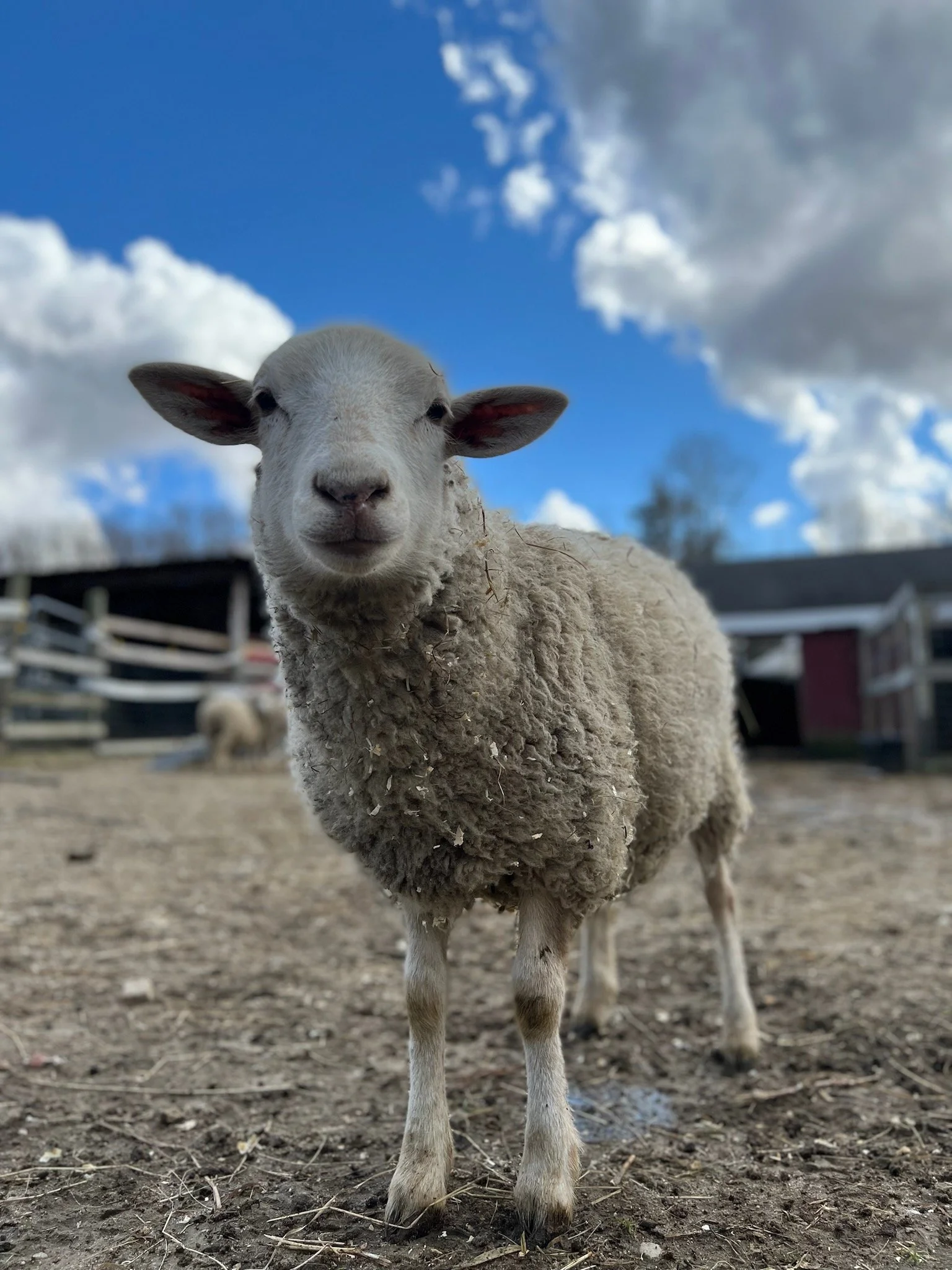 Tours — The Riley Farm Rescue