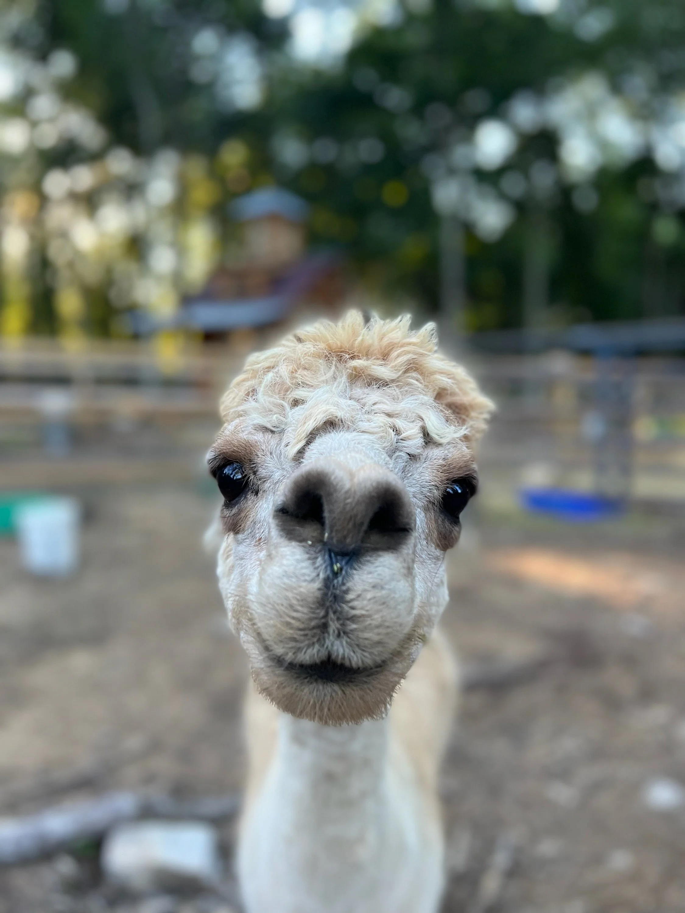 Tours — The Riley Farm Rescue