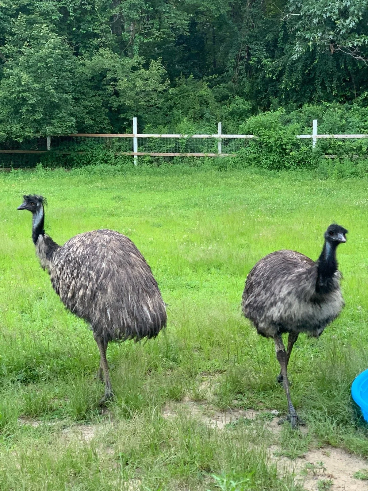 Tours — The Riley Farm Rescue