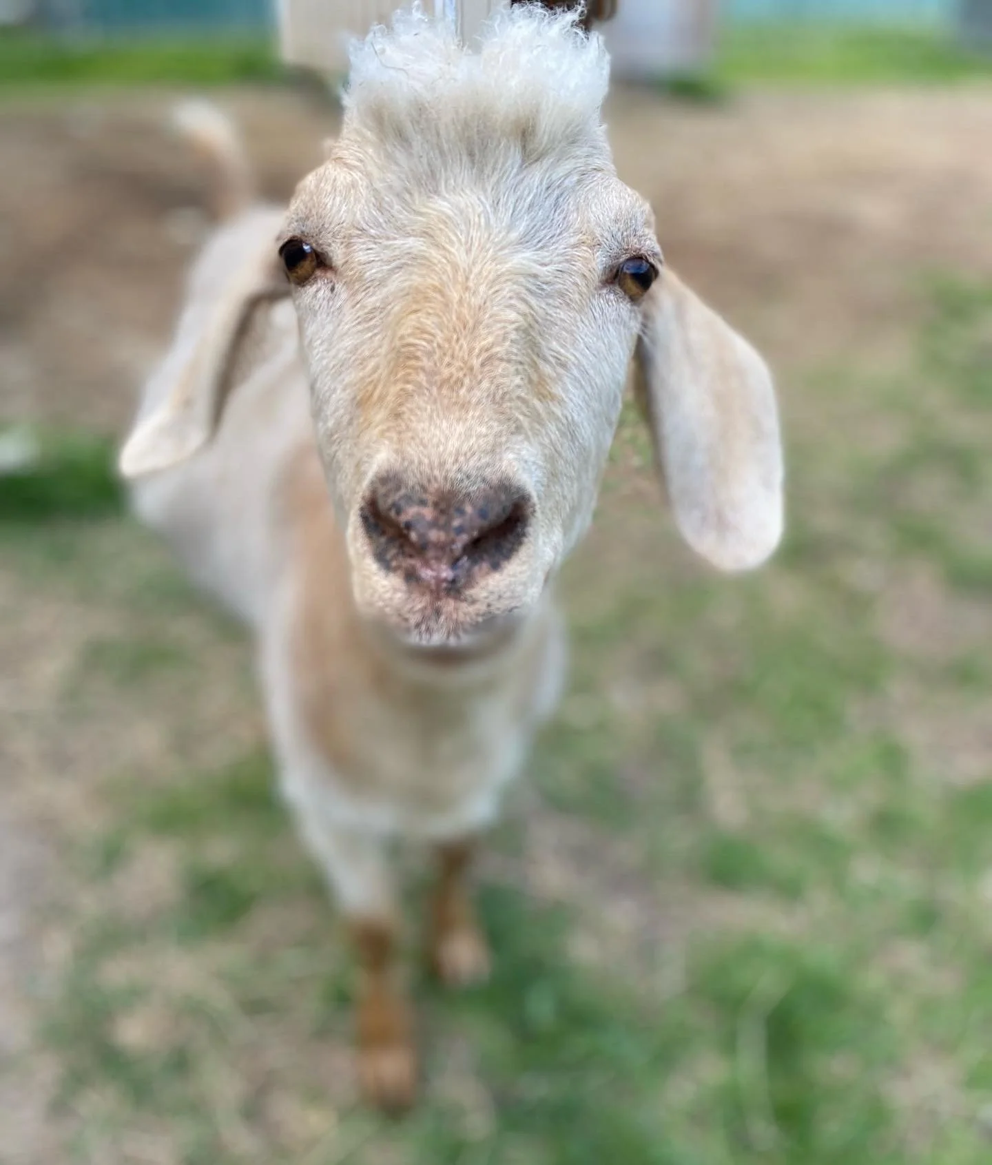 Tours — The Riley Farm Rescue