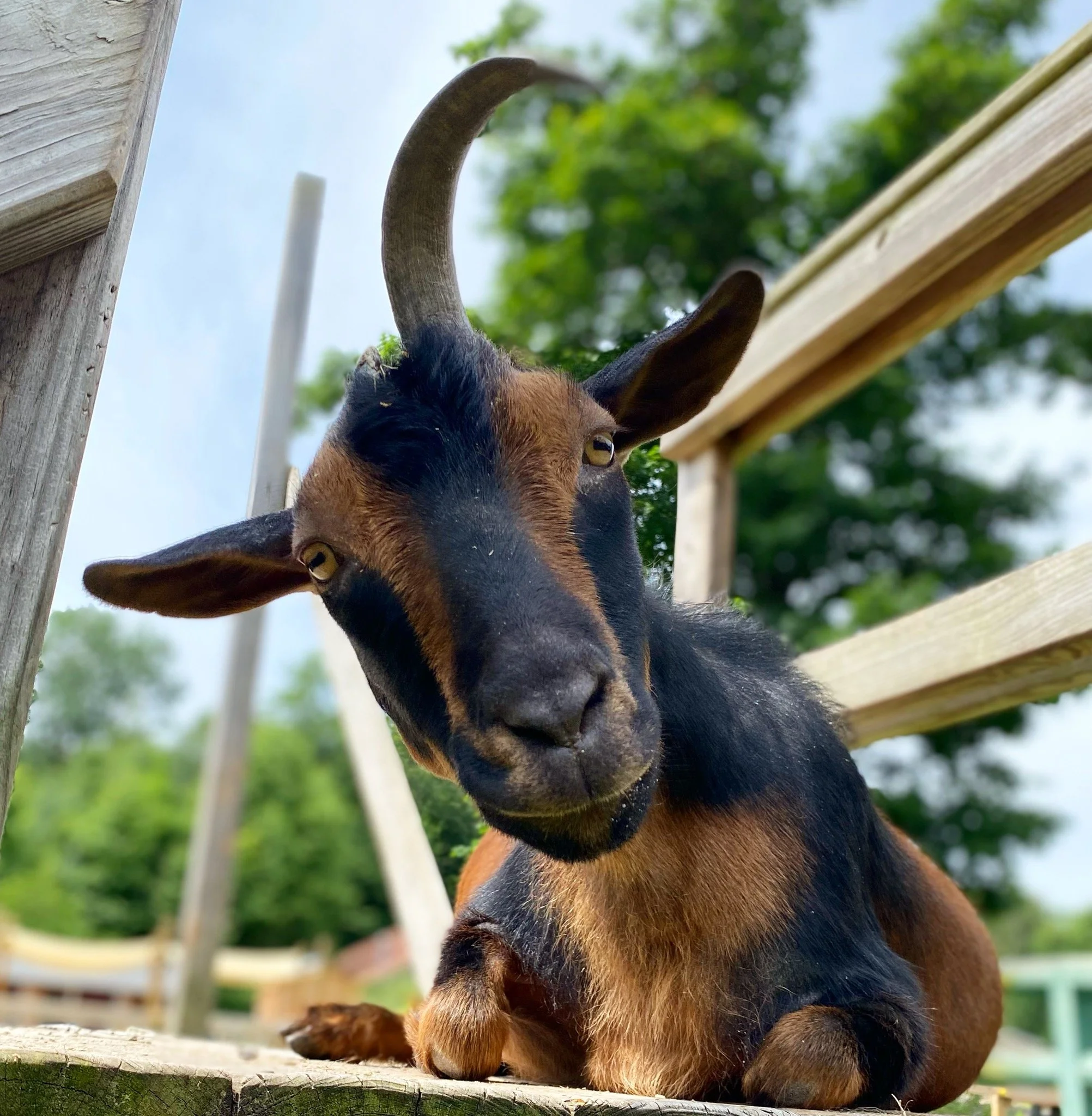 Tours — The Riley Farm Rescue