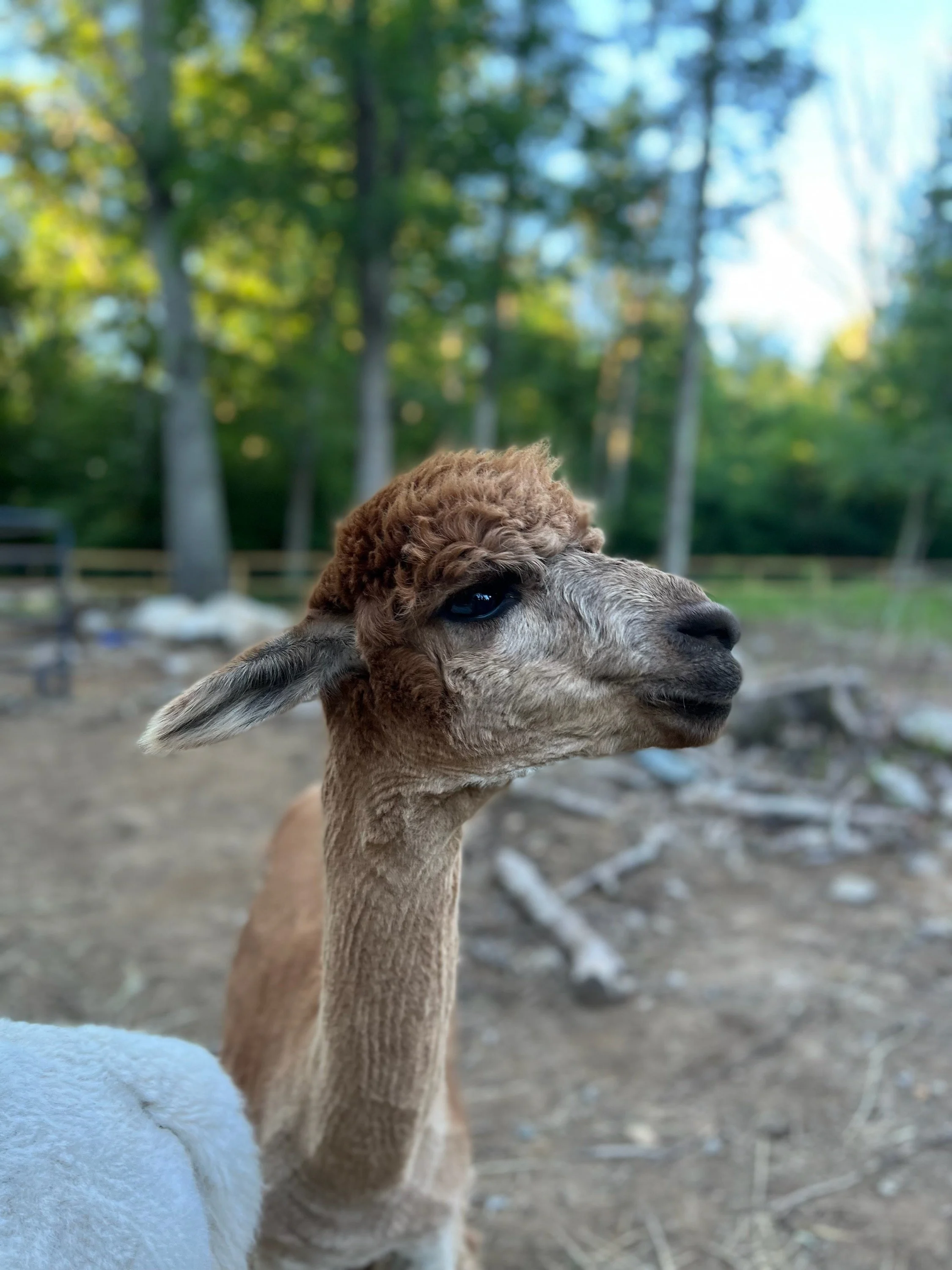 Tours — The Riley Farm Rescue