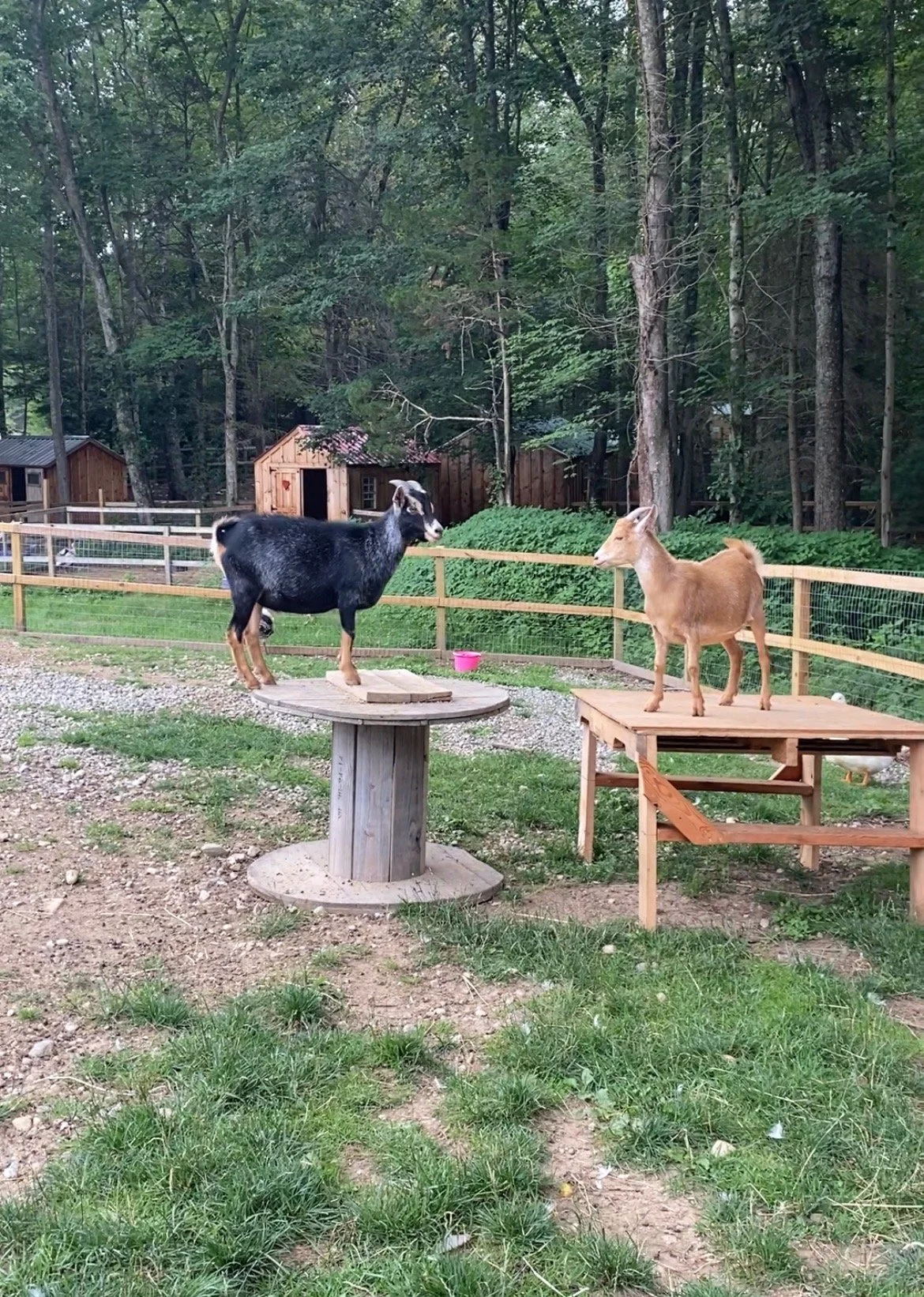 Tours — The Riley Farm Rescue