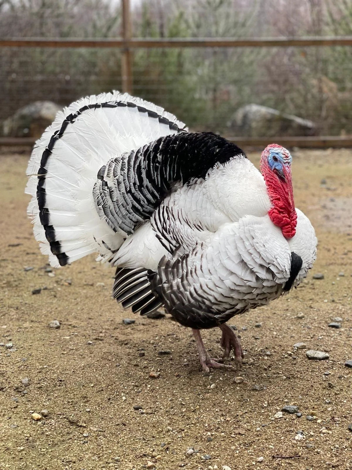 Adopt A Turkey — The Riley Farm Rescue