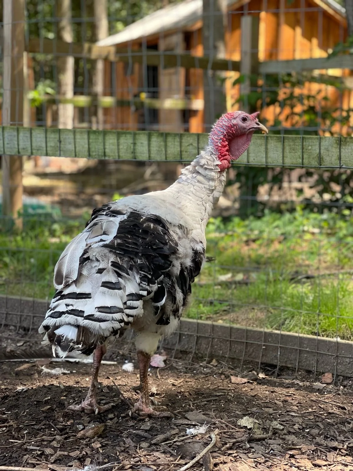 Adopt A Turkey — The Riley Farm Rescue
