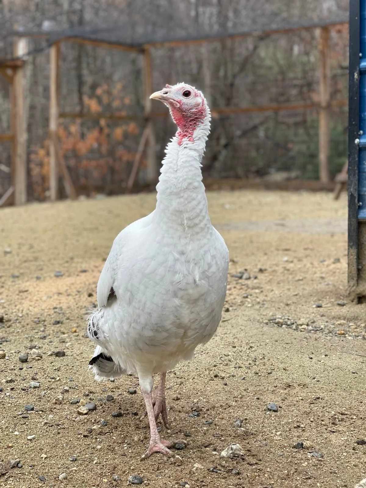 Adopt A Turkey — The Riley Farm Rescue