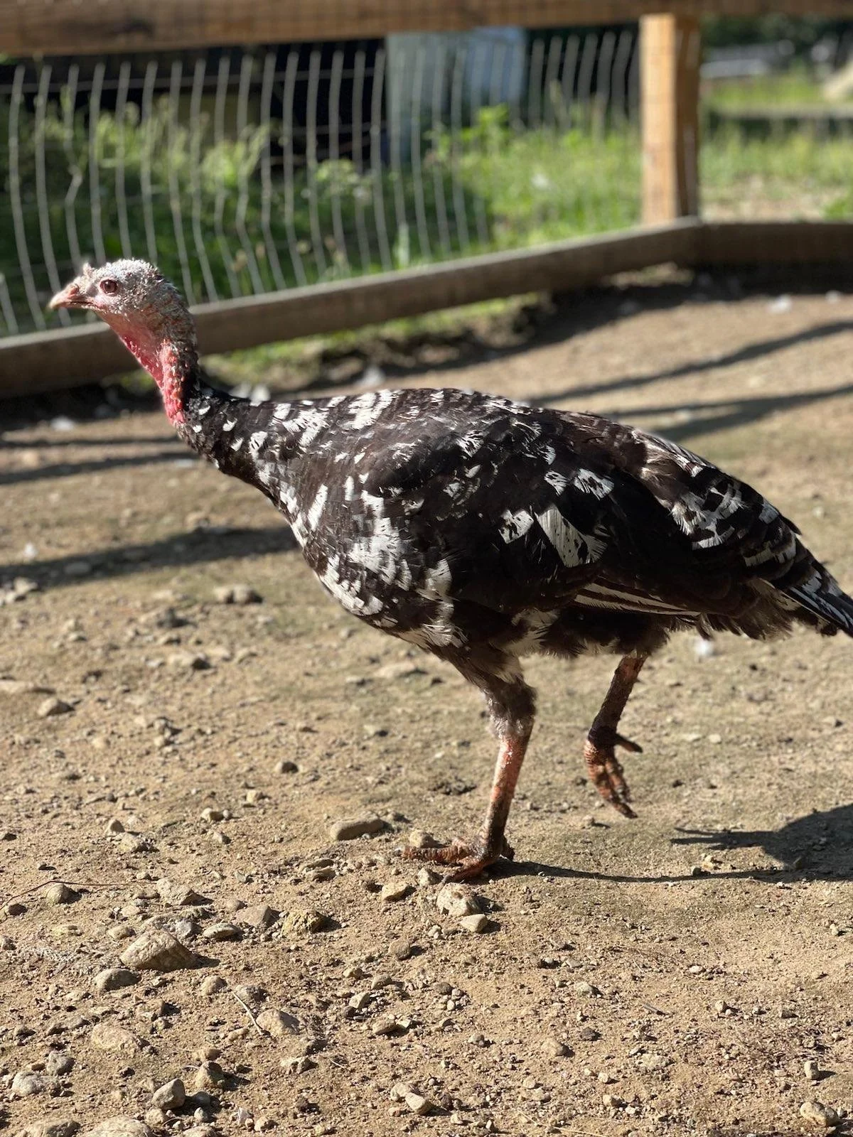 Adopt A Turkey — The Riley Farm Rescue