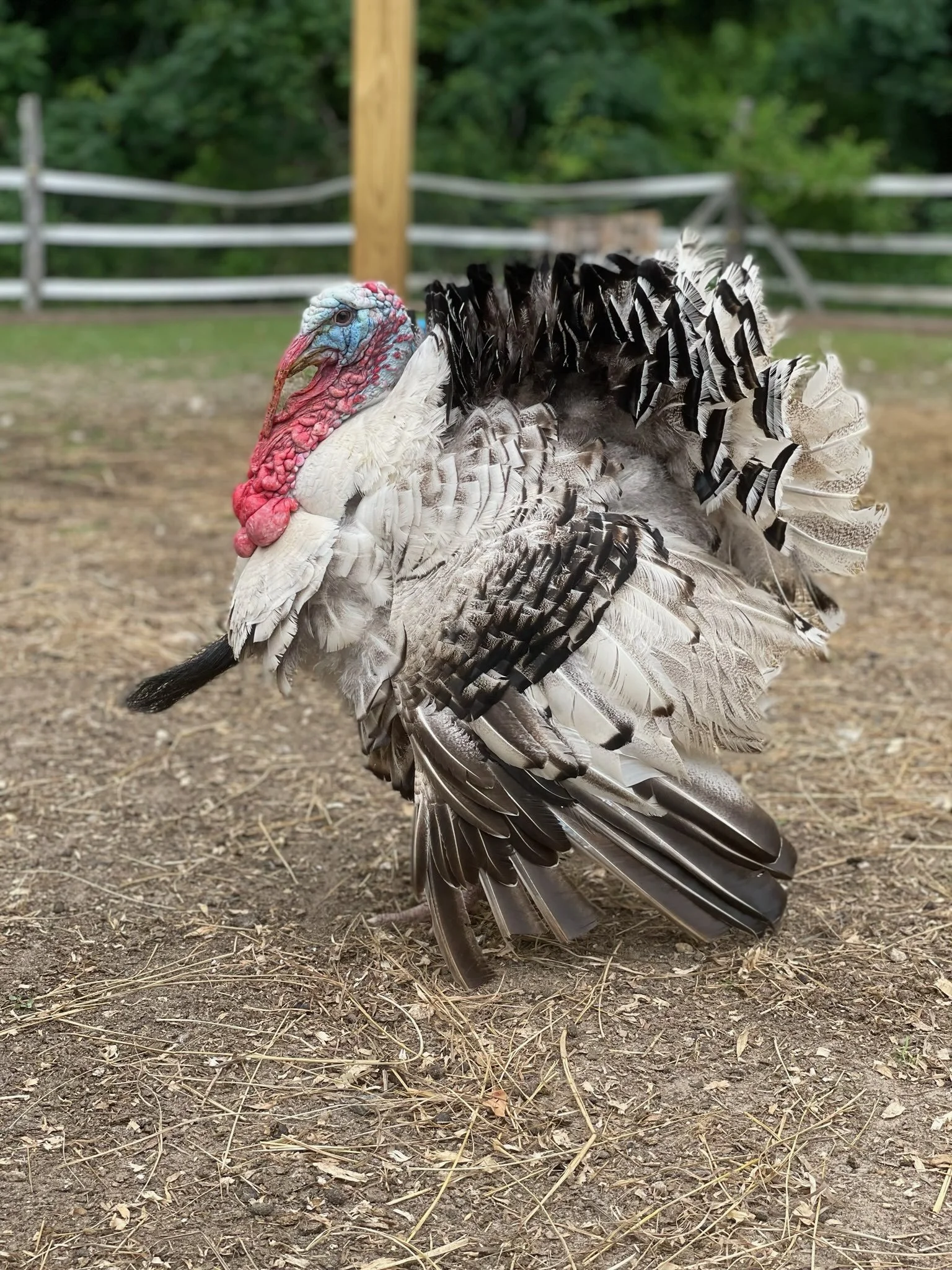 Adopt A Turkey — The Riley Farm Rescue