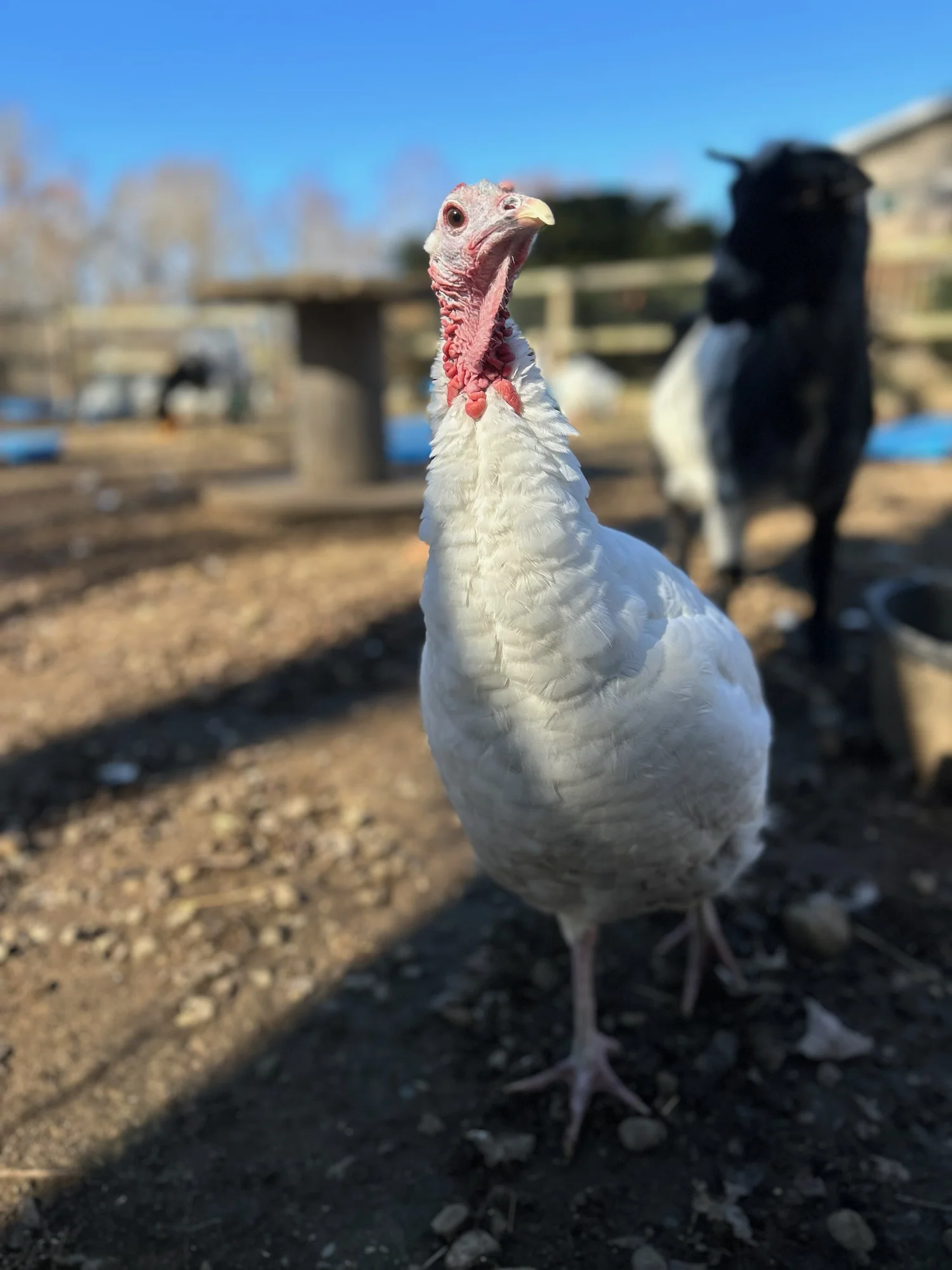 Adopt A Turkey — The Riley Farm Rescue