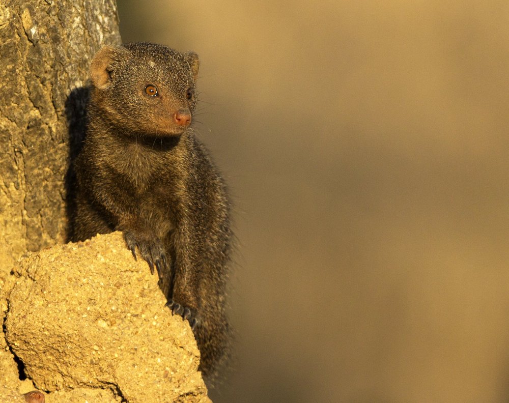 Mammal Research Institute