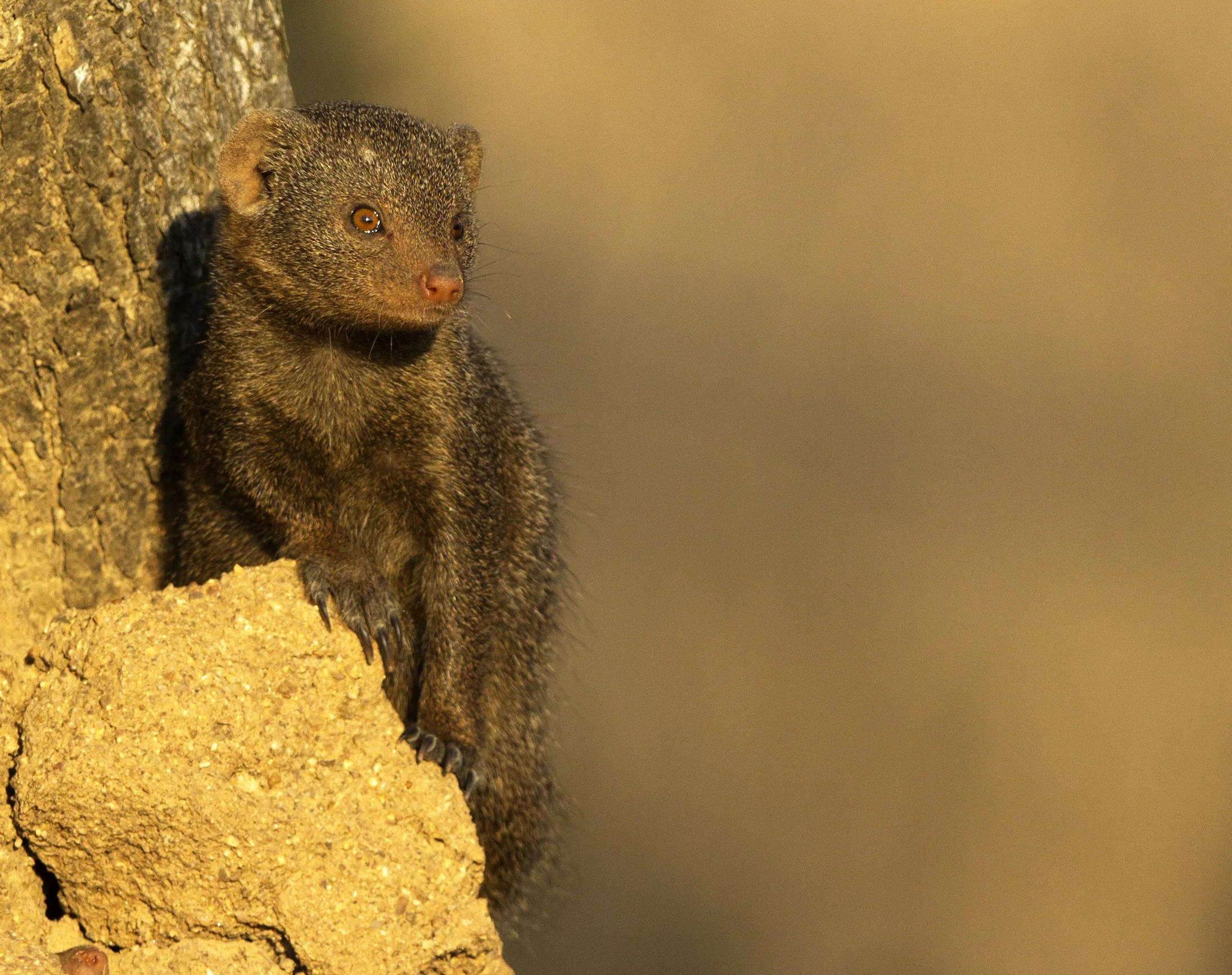 Mammal Research Institute