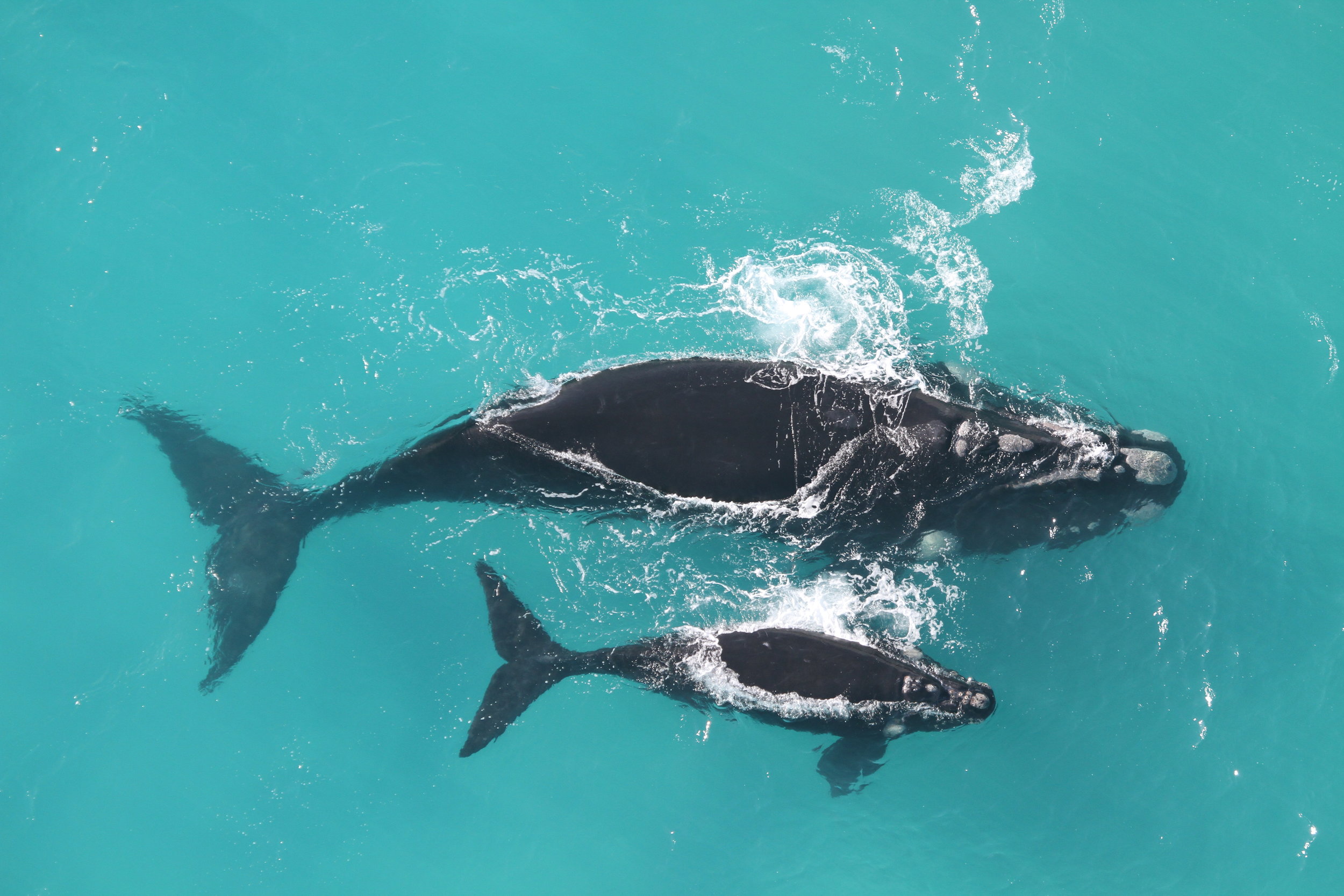 WHALE UNIT — Mammal Research Institute