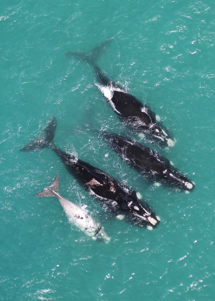 WHALE UNIT — Mammal Research Institute