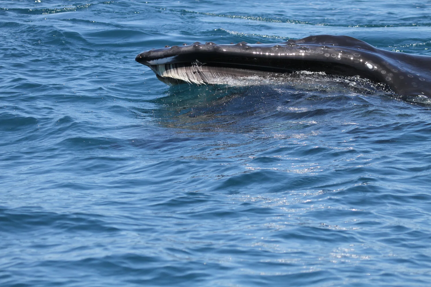 WHALE UNIT — Mammal Research Institute