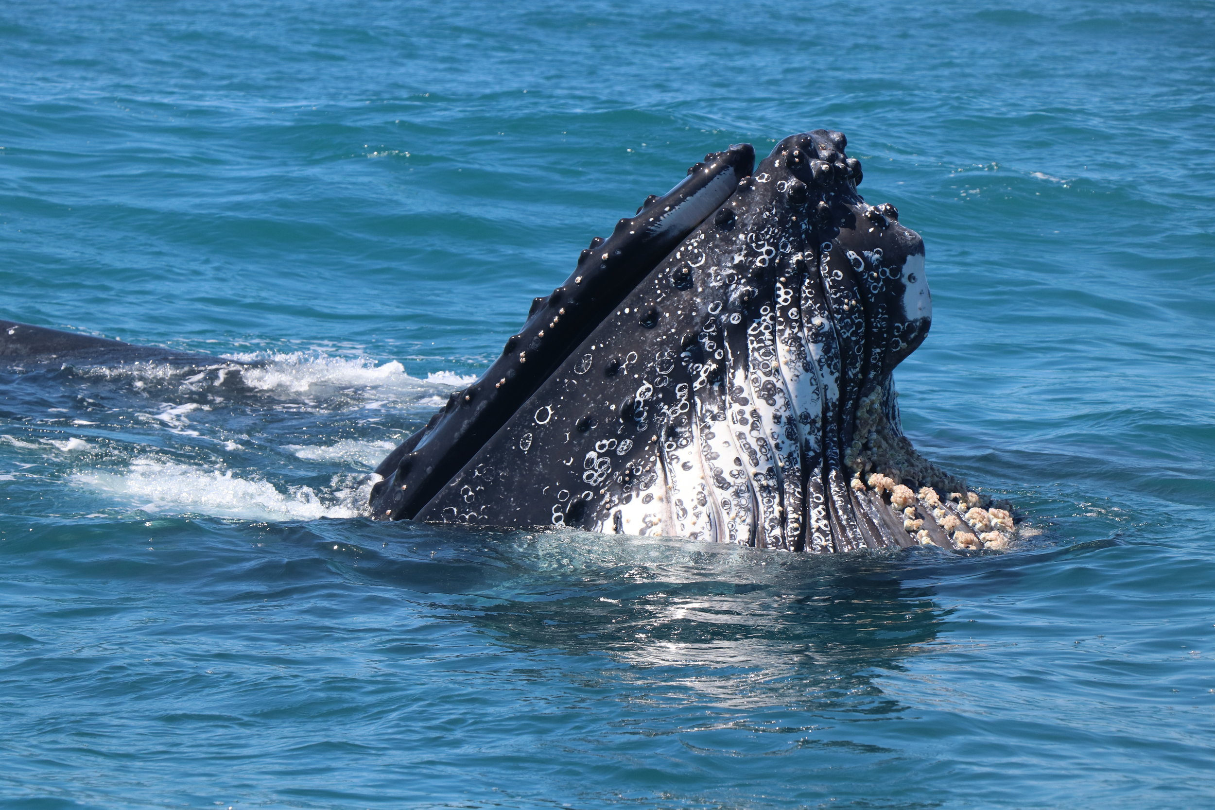 WHALE UNIT — Mammal Research Institute