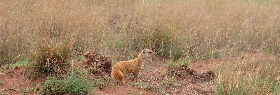 Mammal Research Institute