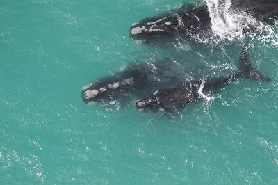 WHALE UNIT — Mammal Research Institute