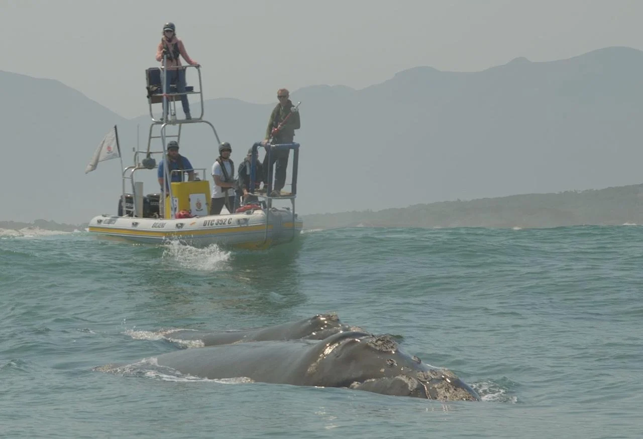 MRI Whale Unit — Mammal Research Institute