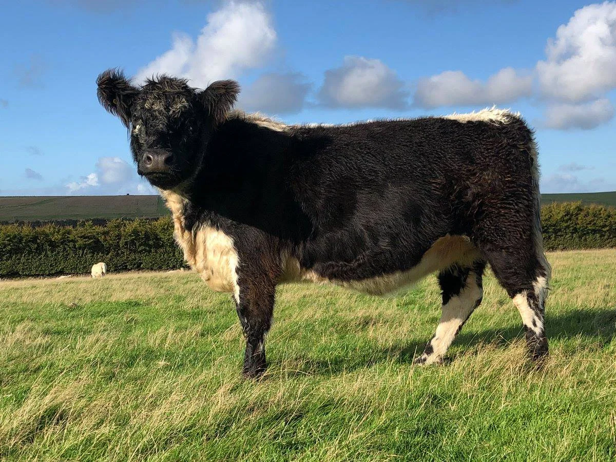 Riggit Galloway Cattle Society