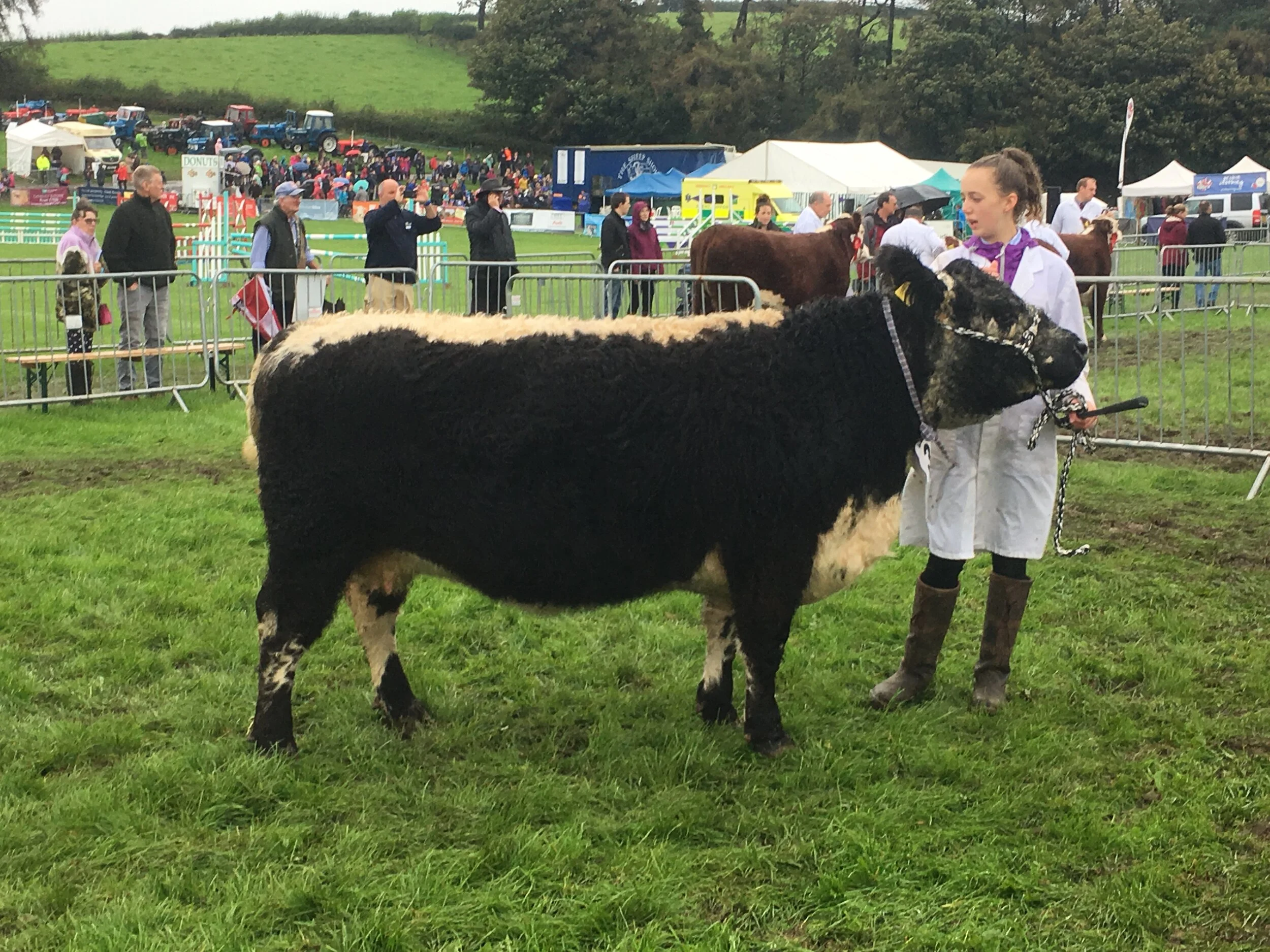 News — Riggit Galloway Cattle Society