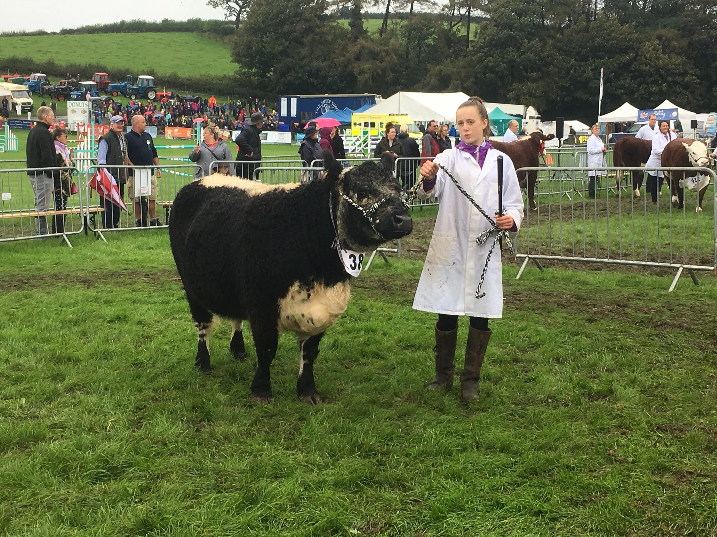 News — Riggit Galloway Cattle Society