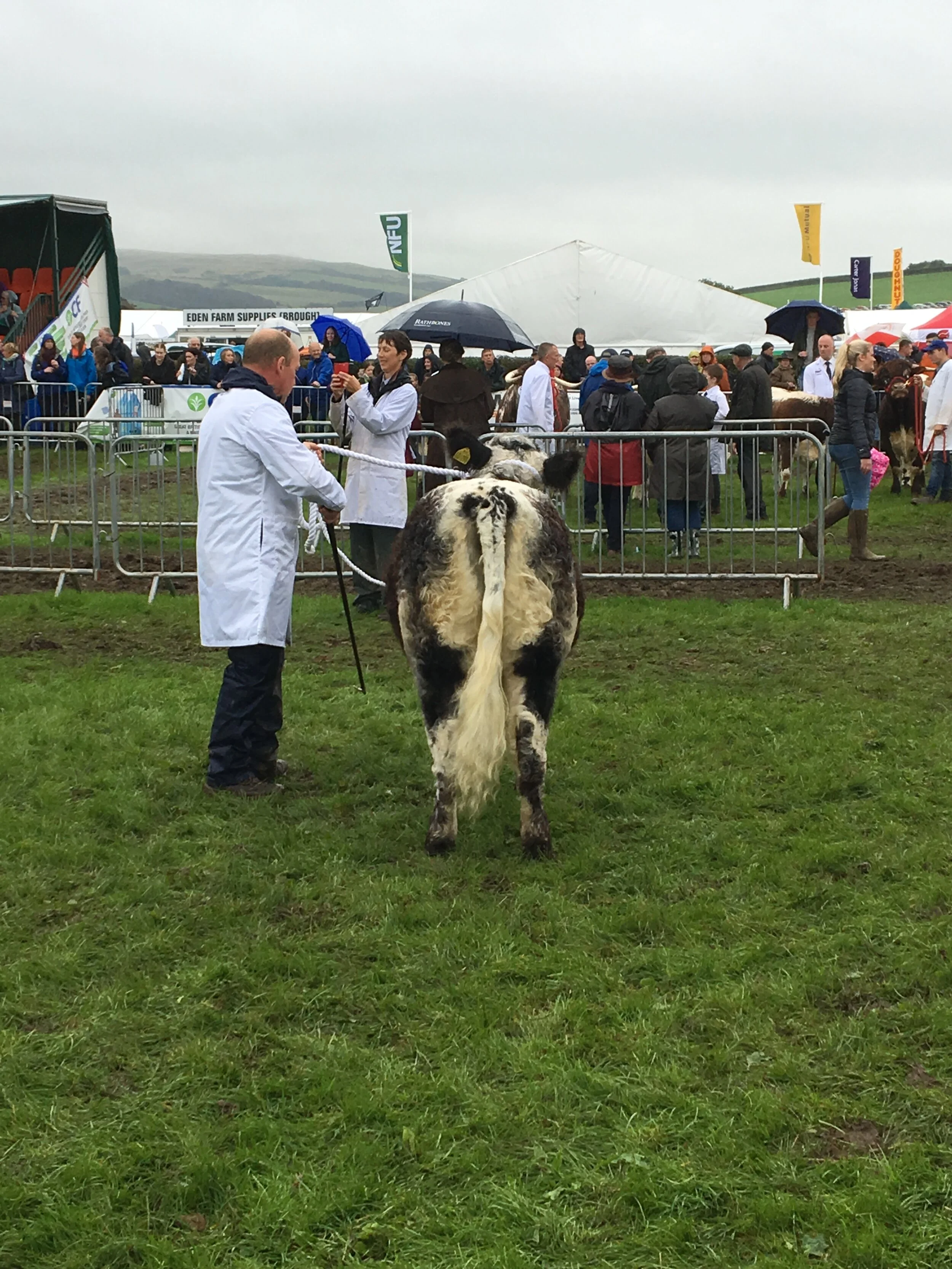 News — Riggit Galloway Cattle Society