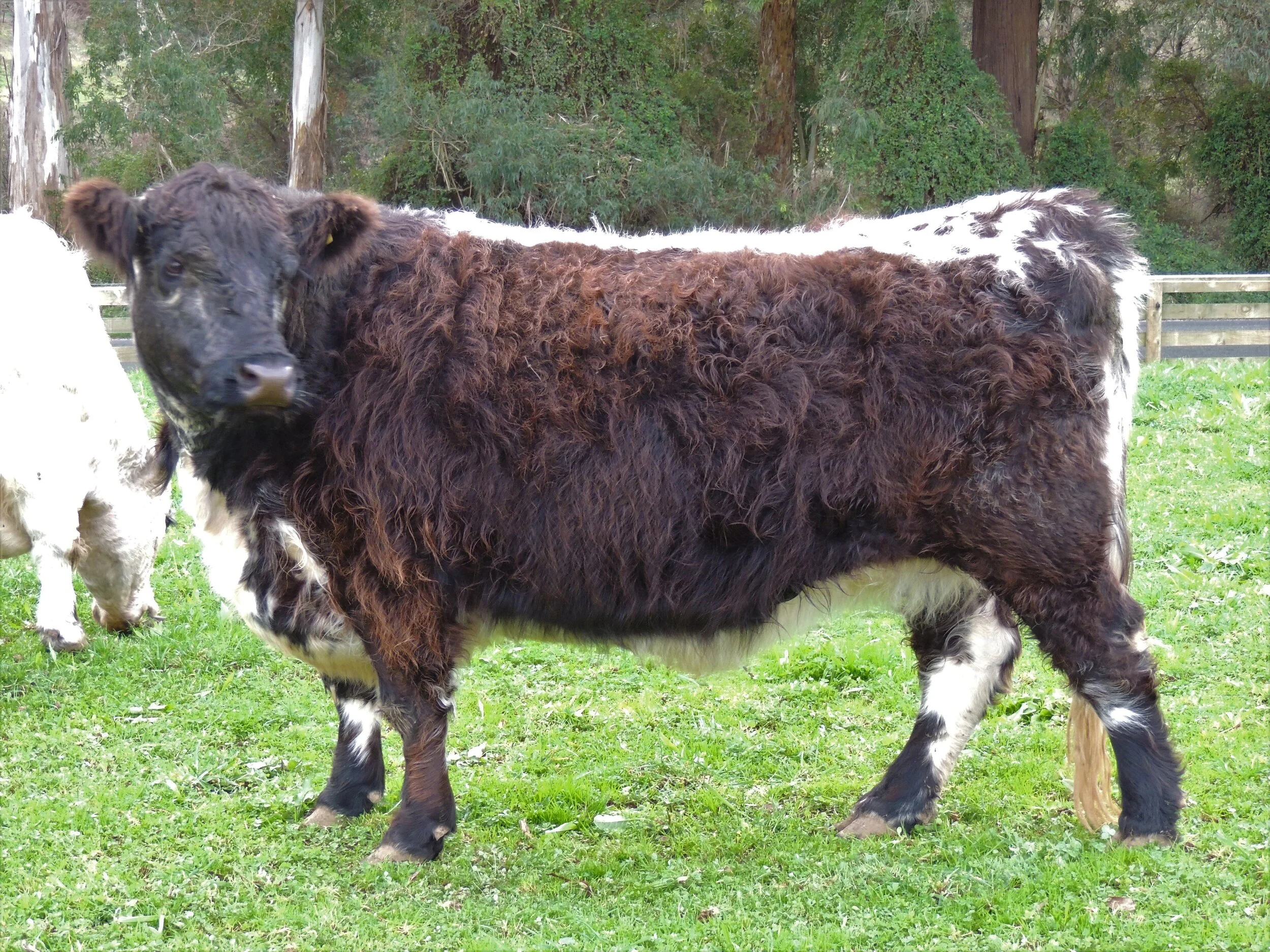 News — Riggit Galloway Cattle Society