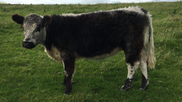 News — Riggit Galloway Cattle Society