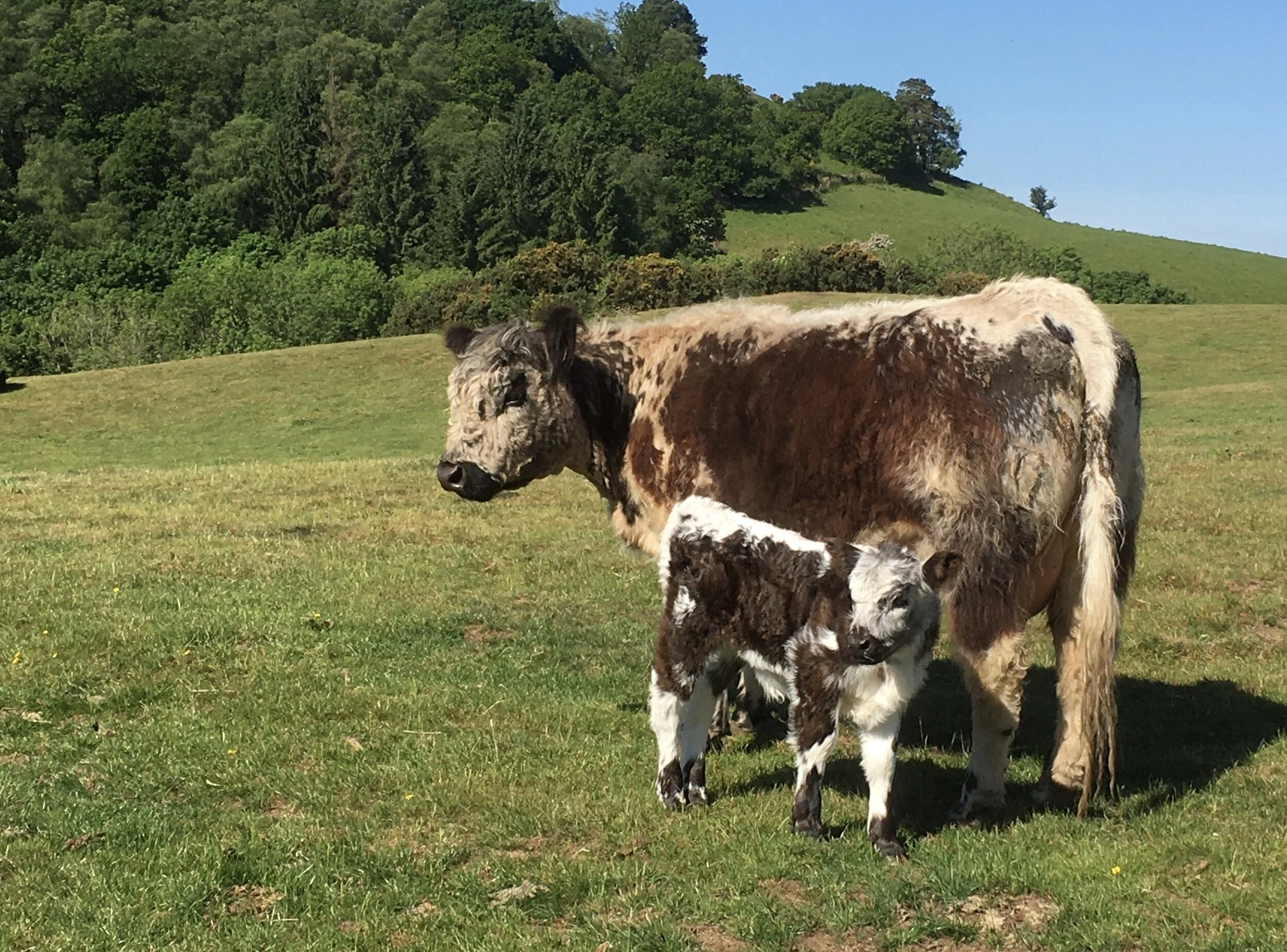 News — Riggit Galloway Cattle Society