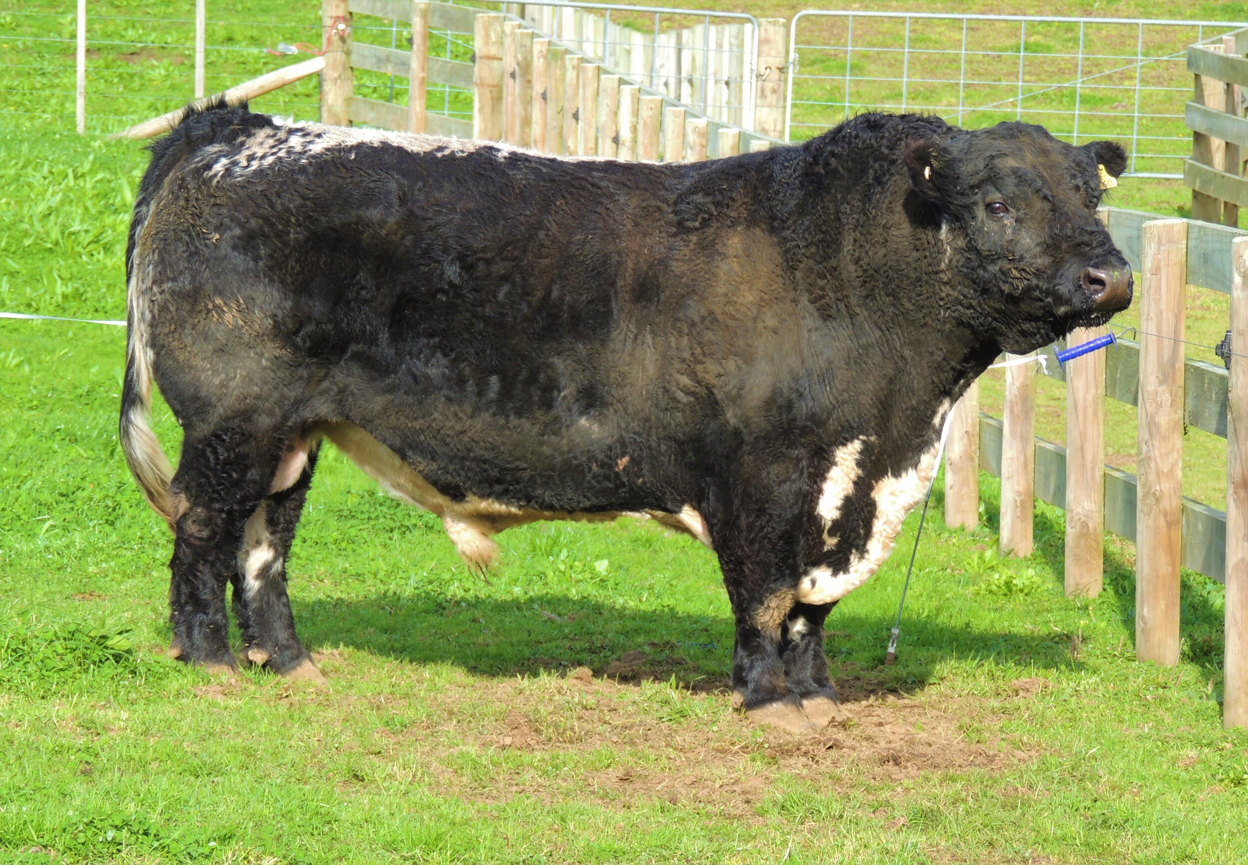 Online Riggit Show 2020: CHAMPION & RESERVE — Riggit Galloway Cattle ...