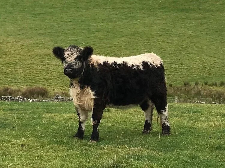 Castle Douglas 2020 Sale — Riggit Galloway Cattle Society