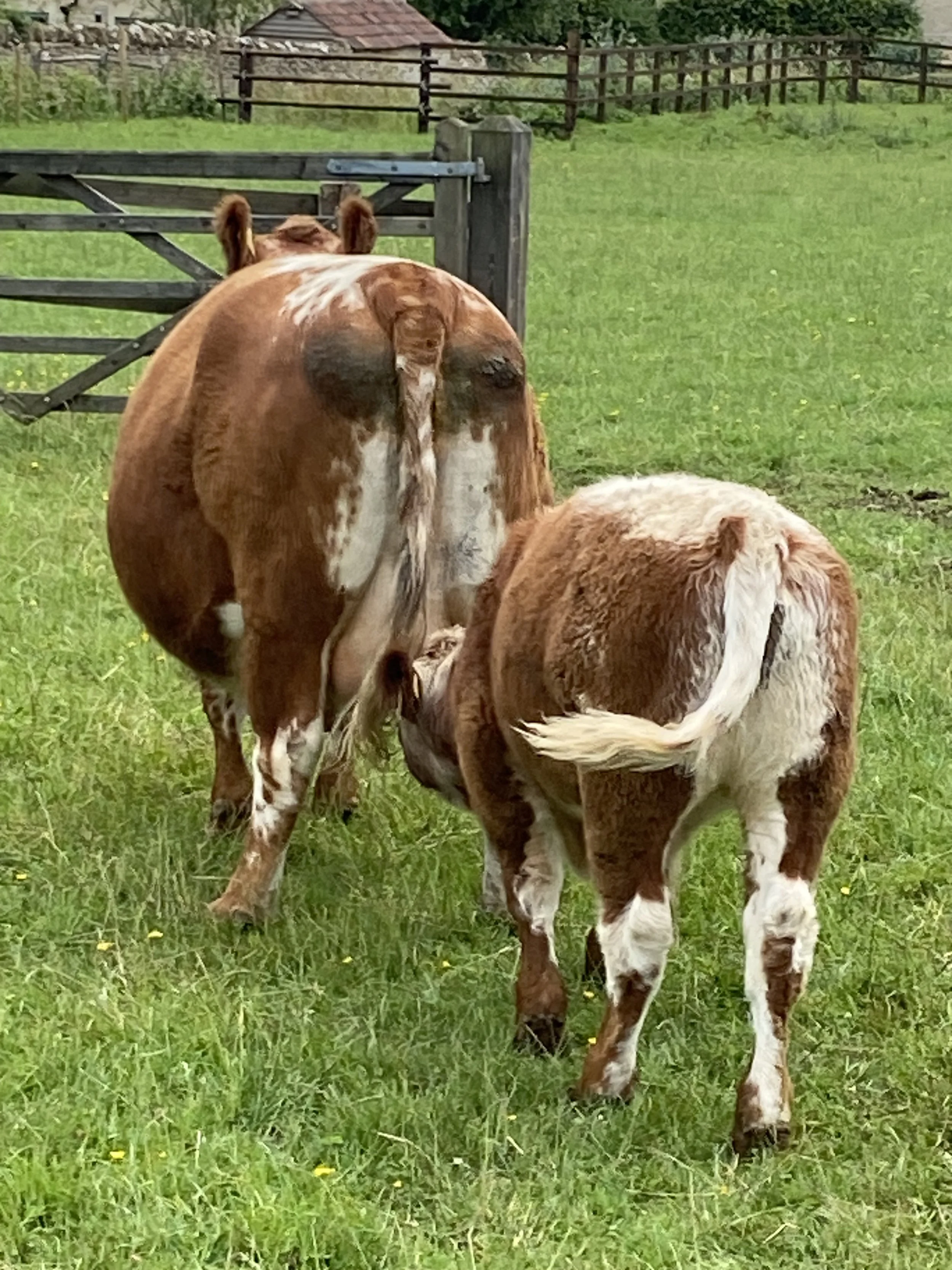 Virtual Show 2023 Results — Riggit Galloway Cattle Society