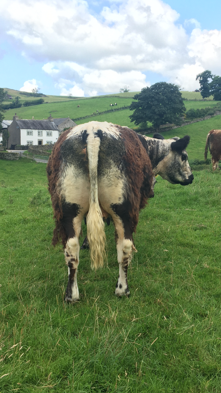 Virtual Show 2023 Results — Riggit Galloway Cattle Society