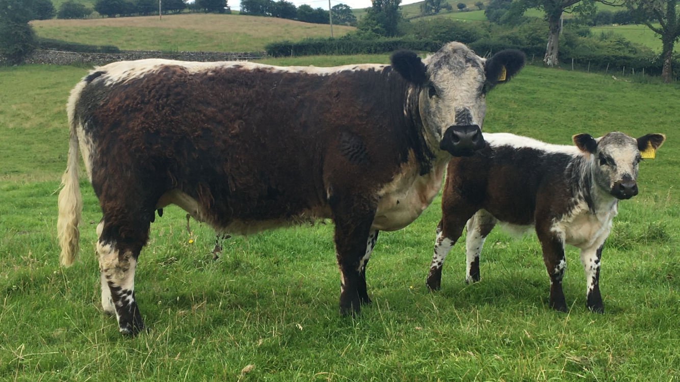 Virtual Show 2023 Results — Riggit Galloway Cattle Society
