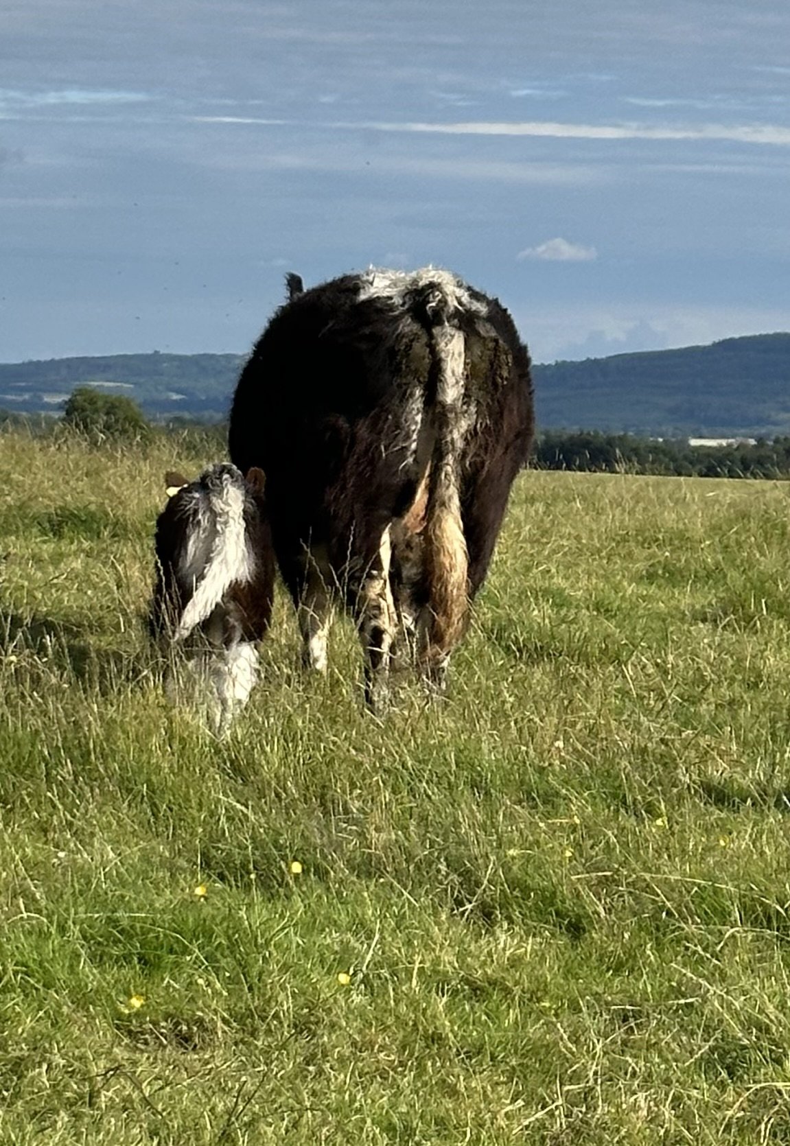 Virtual Show 2023 Results — Riggit Galloway Cattle Society