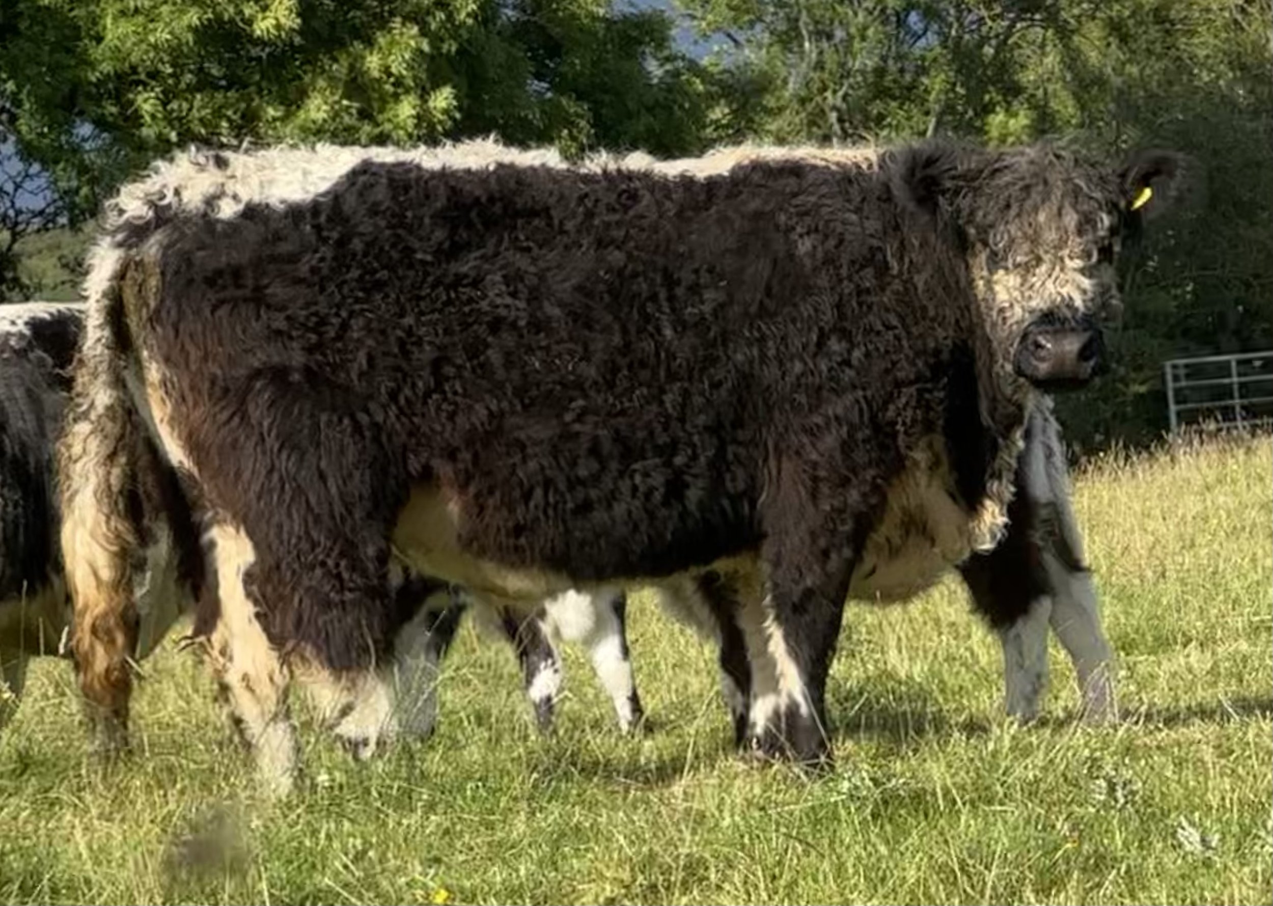 Virtual Show 2023 Results — Riggit Galloway Cattle Society