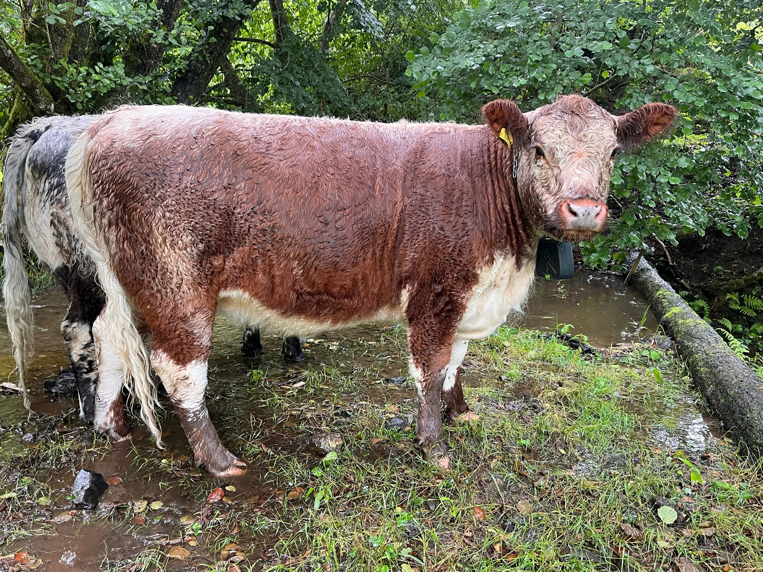 Virtual Show 2023 Results — Riggit Galloway Cattle Society