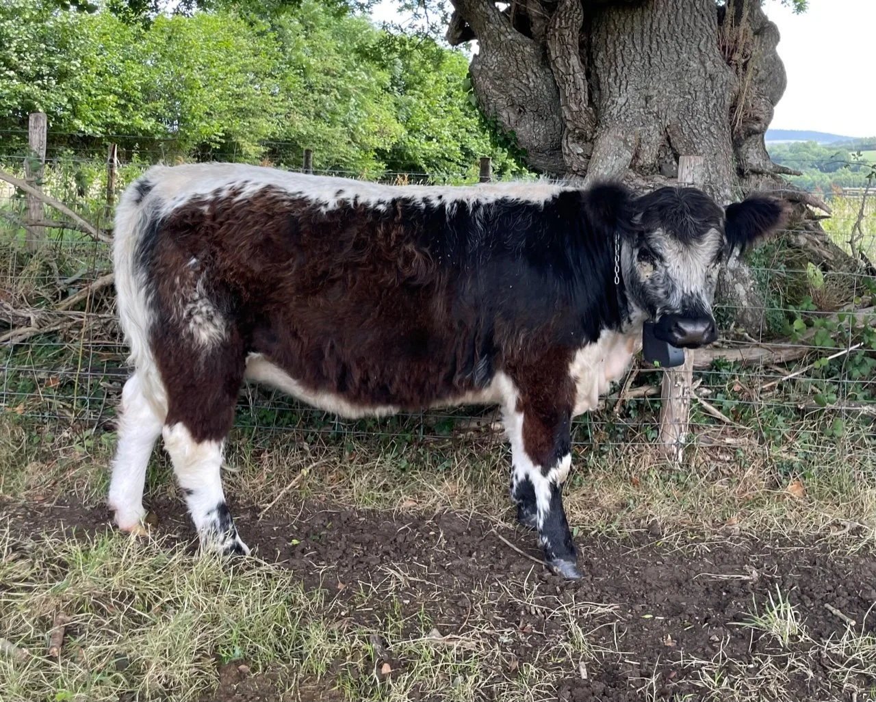 Virtual Show 2023 Results — Riggit Galloway Cattle Society