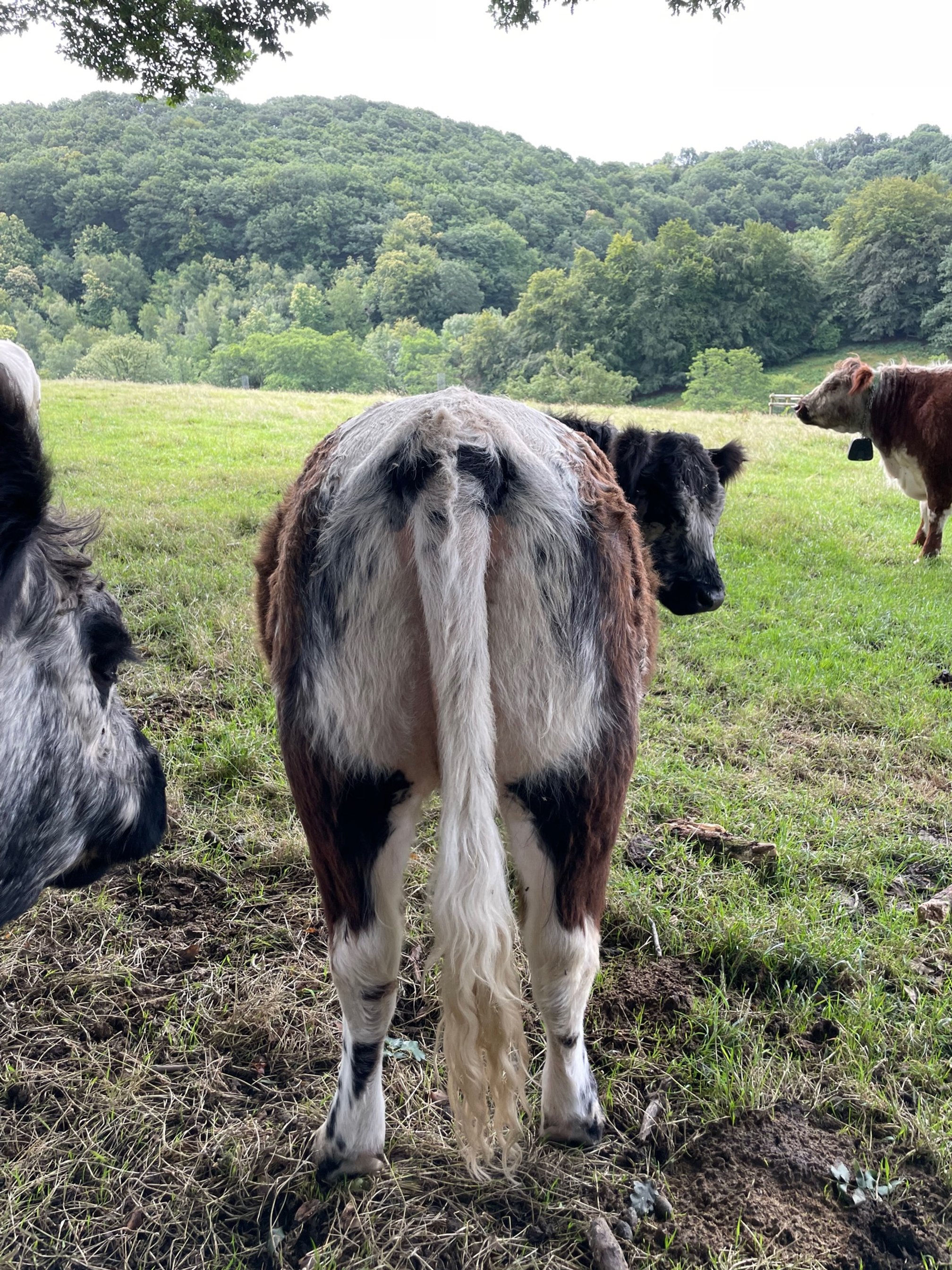 Virtual Show 2023 Results — Riggit Galloway Cattle Society