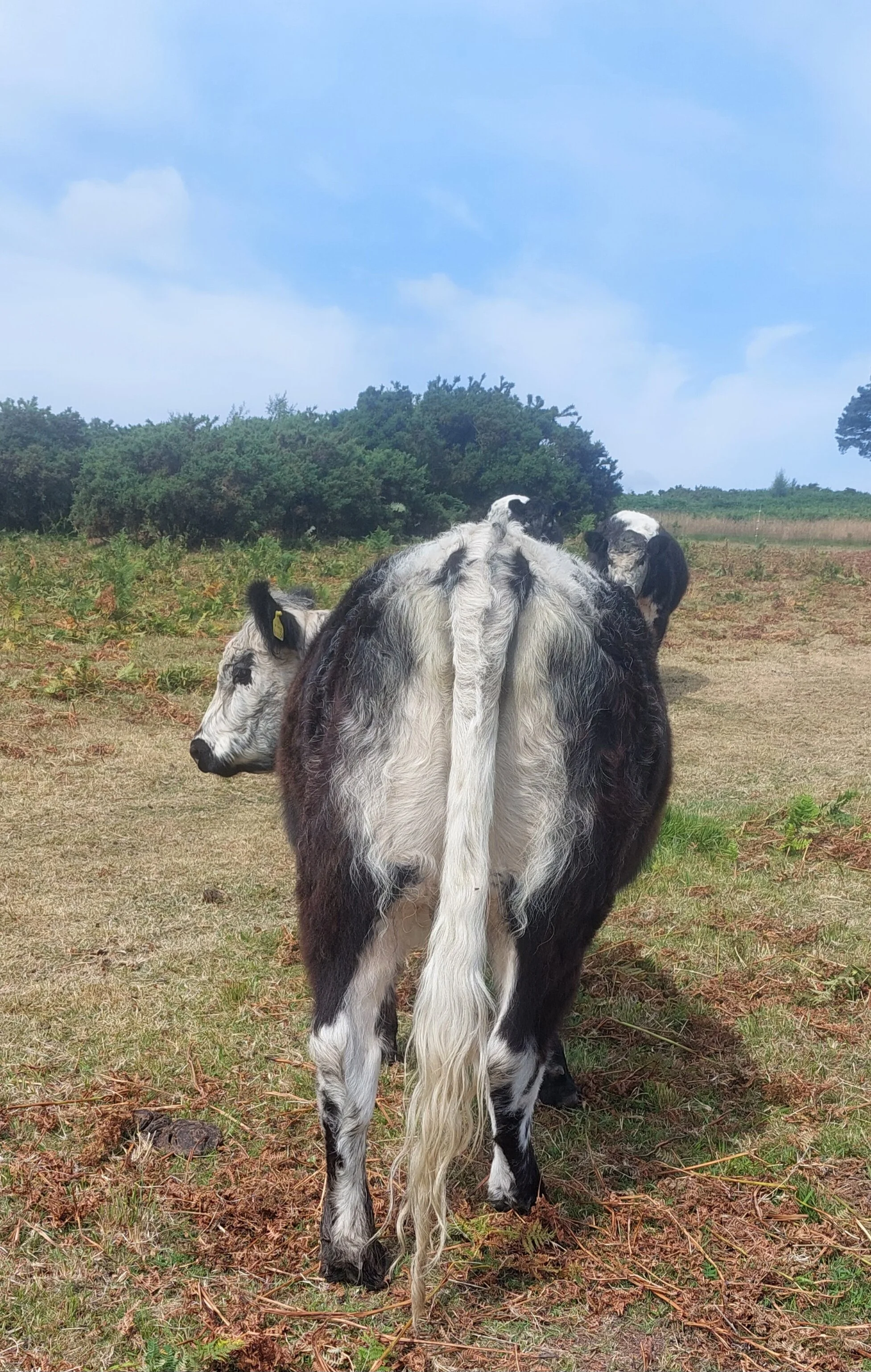 Virtual Show 2023 Results — Riggit Galloway Cattle Society