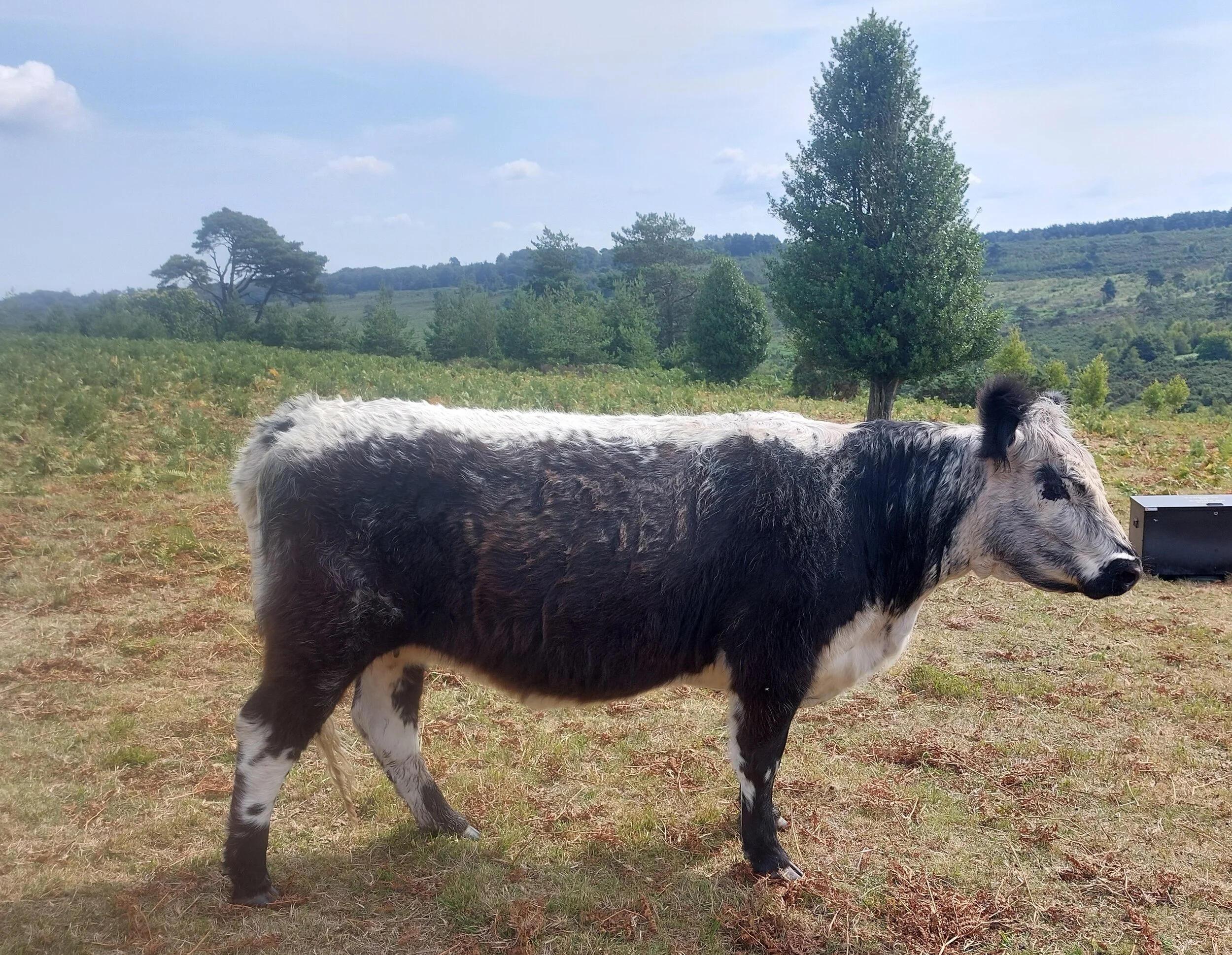 Virtual Show 2023 Results — Riggit Galloway Cattle Society
