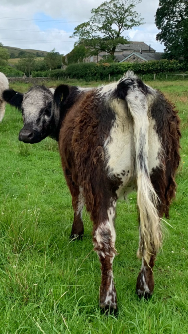 Virtual Show 2023 Results — Riggit Galloway Cattle Society