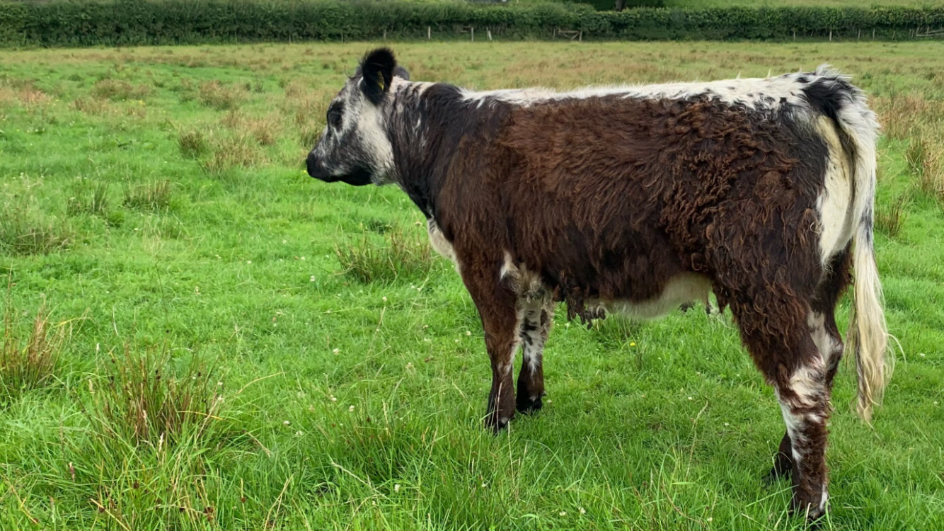Virtual Show 2023 Results — Riggit Galloway Cattle Society