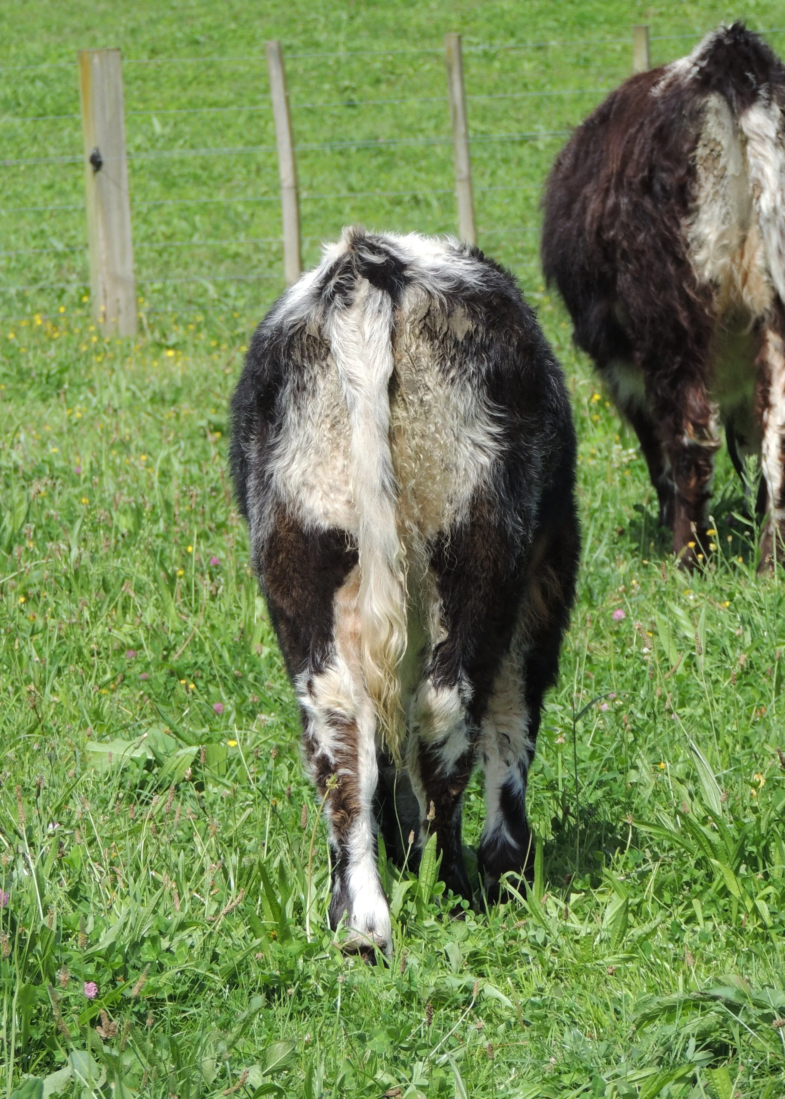 Virtual Show 2023 Results — Riggit Galloway Cattle Society