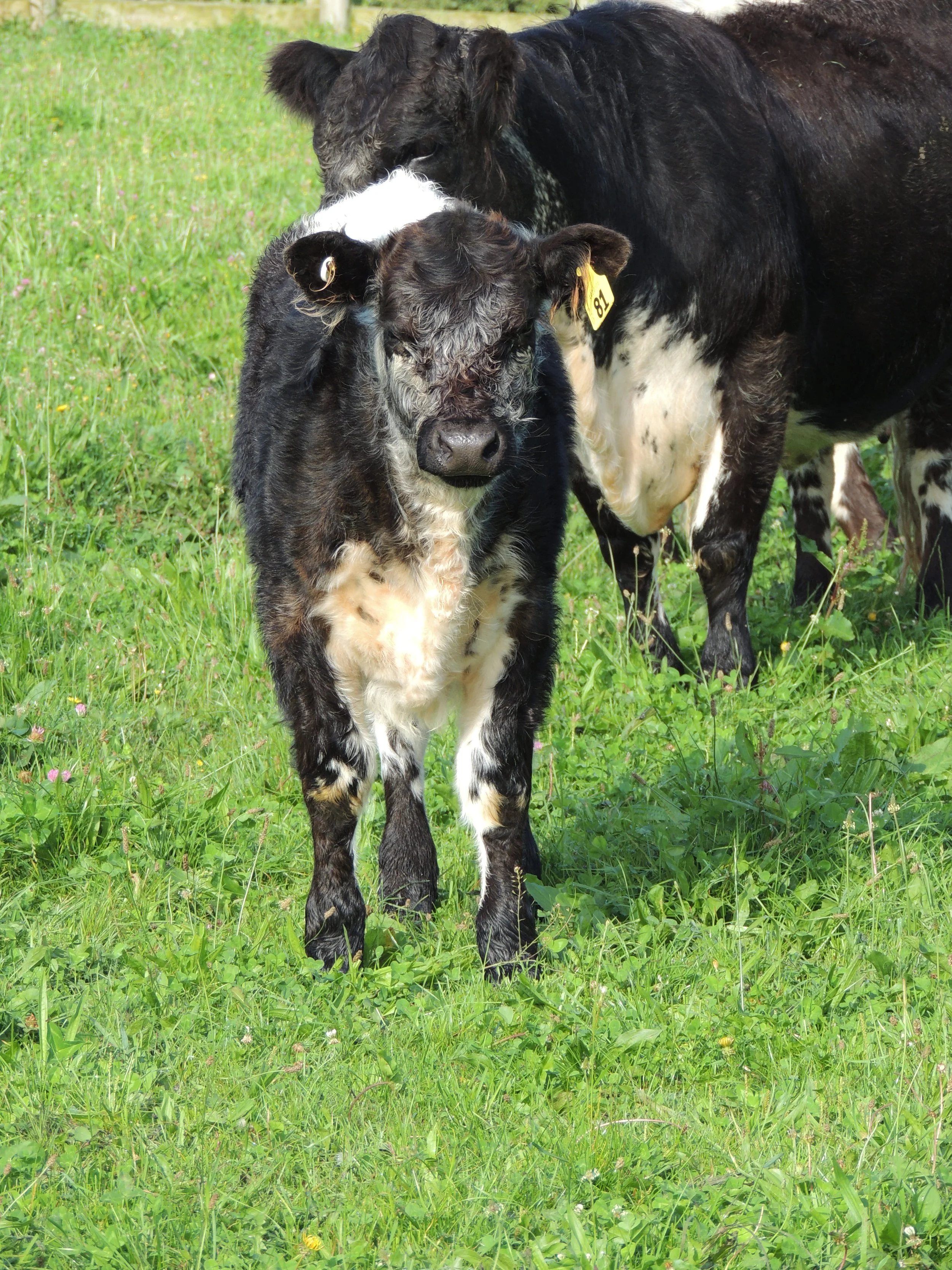 Virtual Show 2023 Results — Riggit Galloway Cattle Society