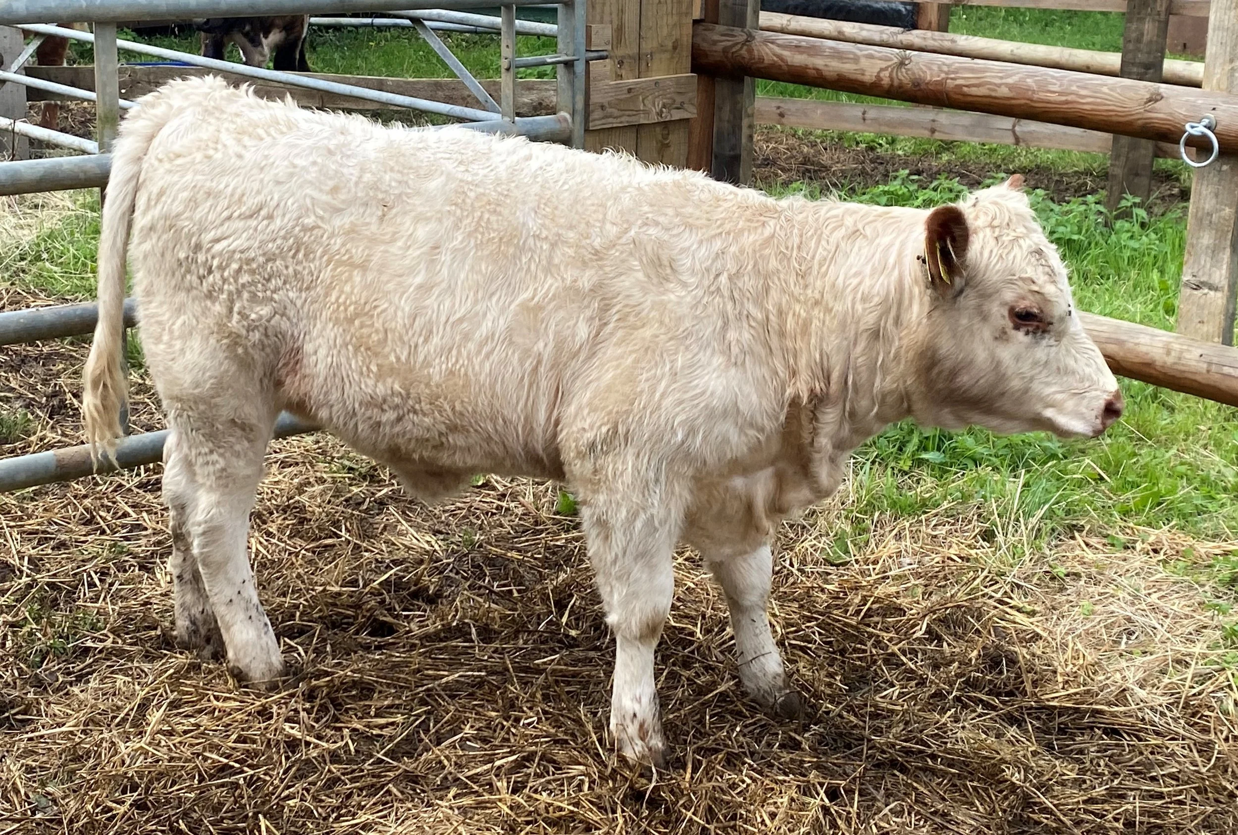 Virtual Show 2023 Results — Riggit Galloway Cattle Society