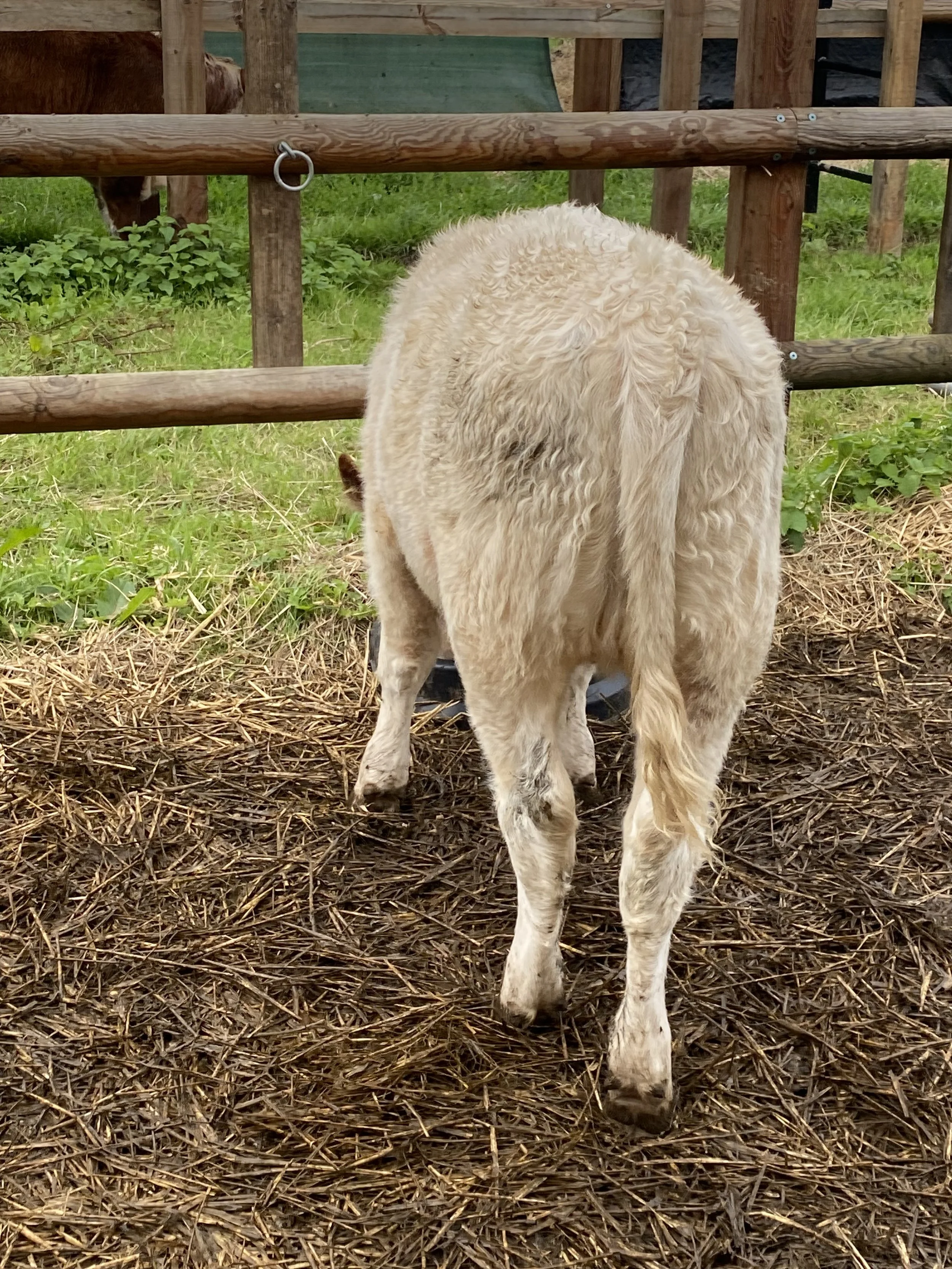 Virtual Show 2023 Results — Riggit Galloway Cattle Society